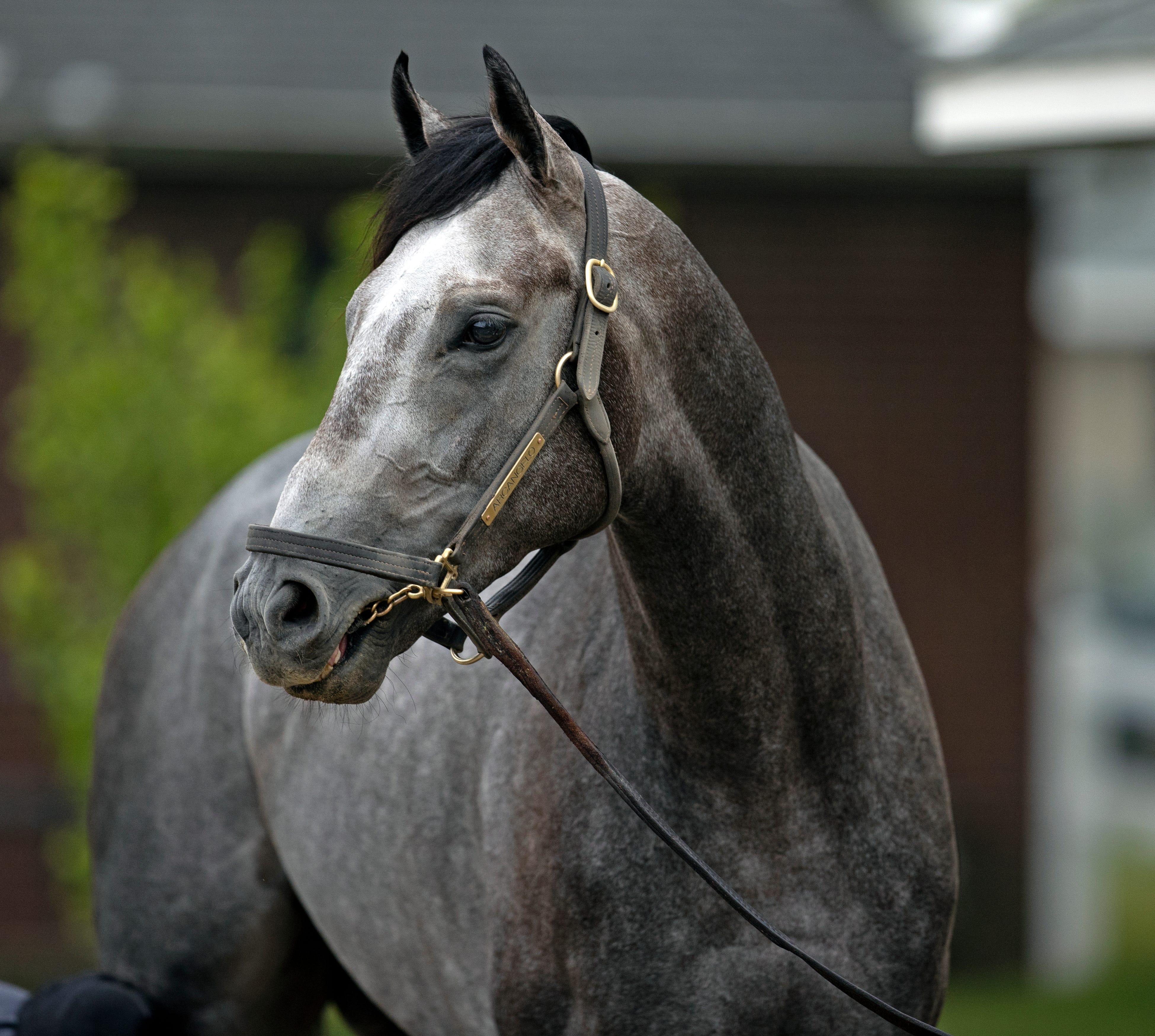 Patience helped get Arcangelo to Belmont Stakes
