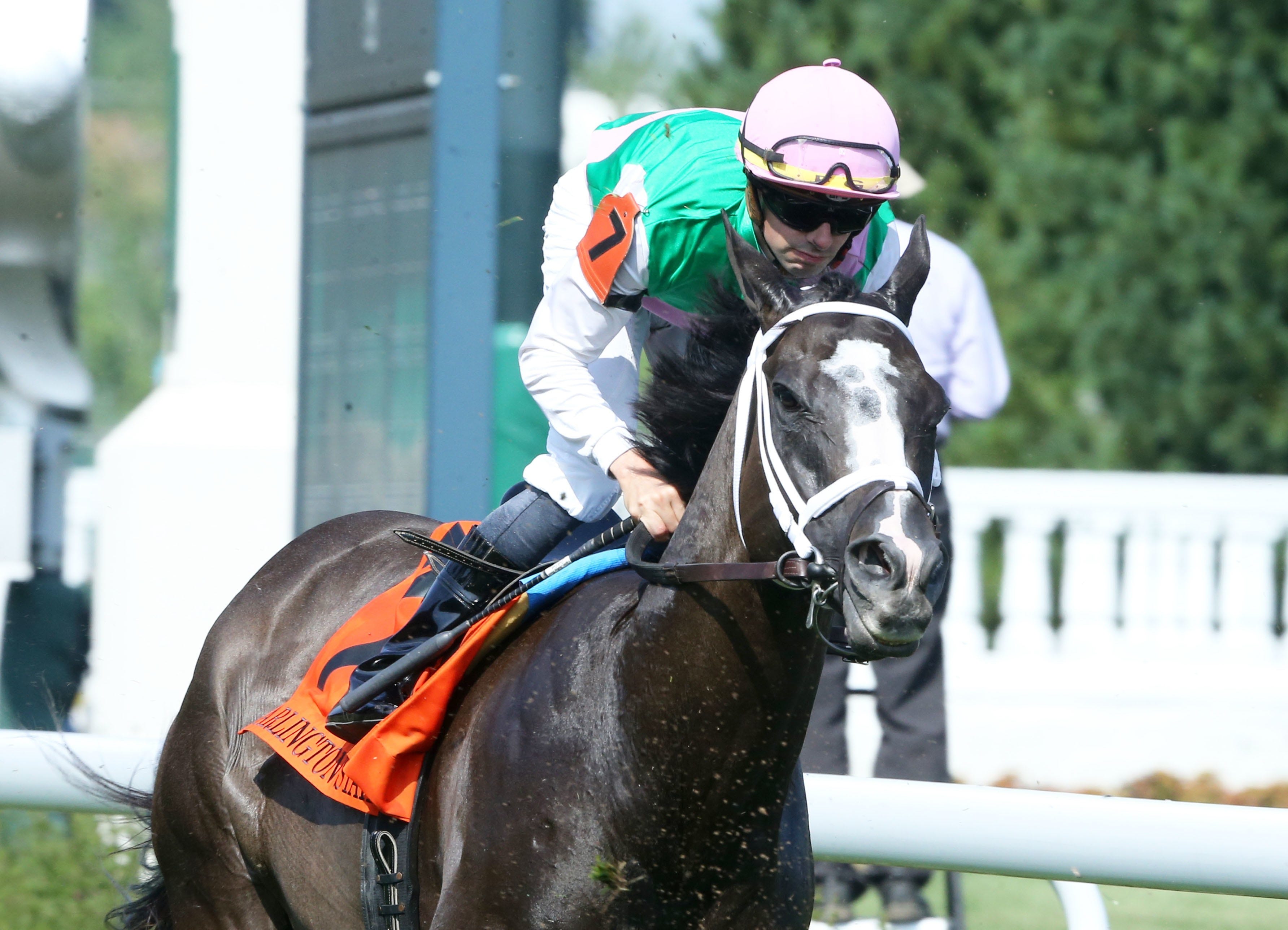 Cox runners, led by Set Piece, figure in all three turf stakes