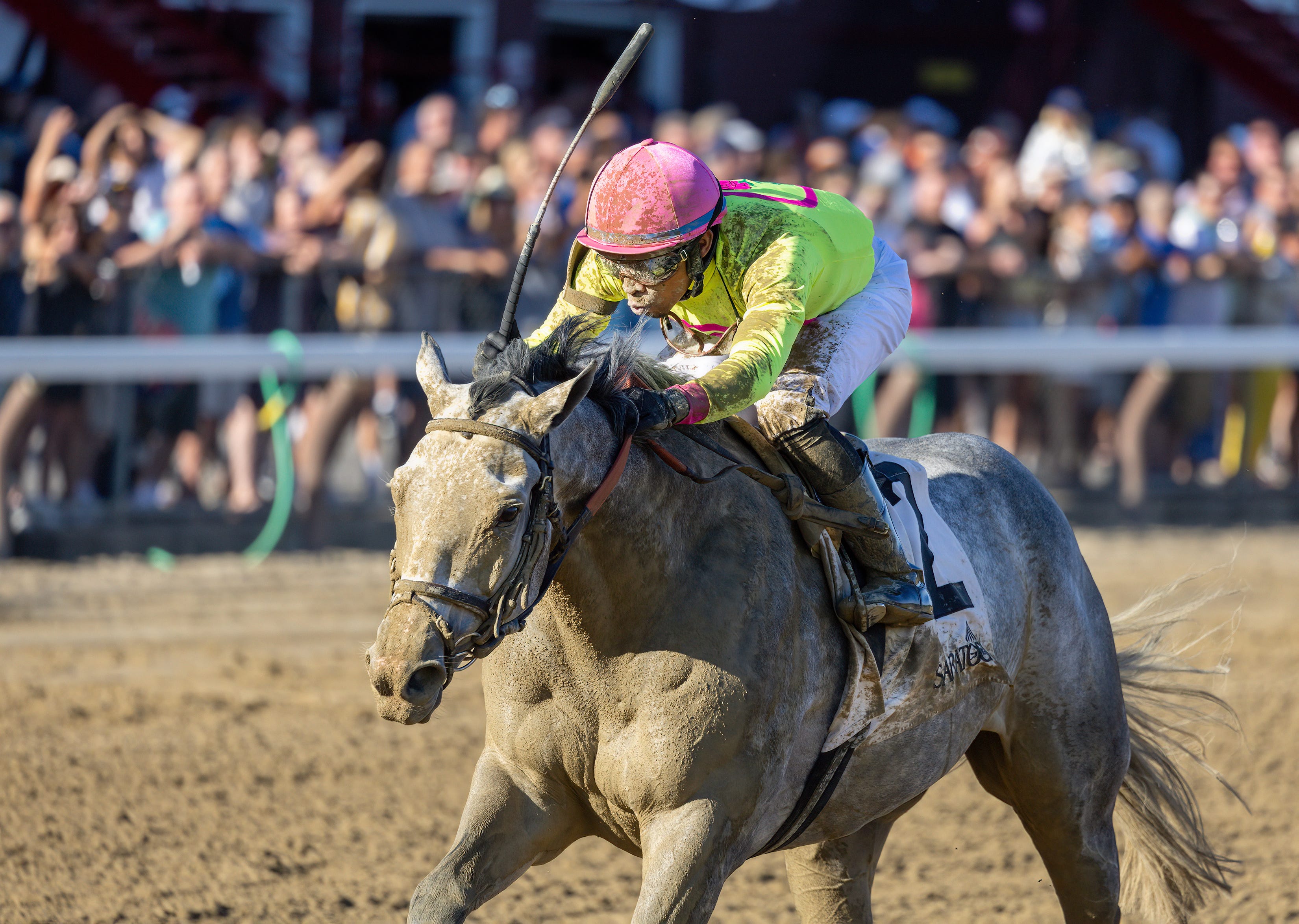 Dr Ardito back in sweet spot, against New York-breds