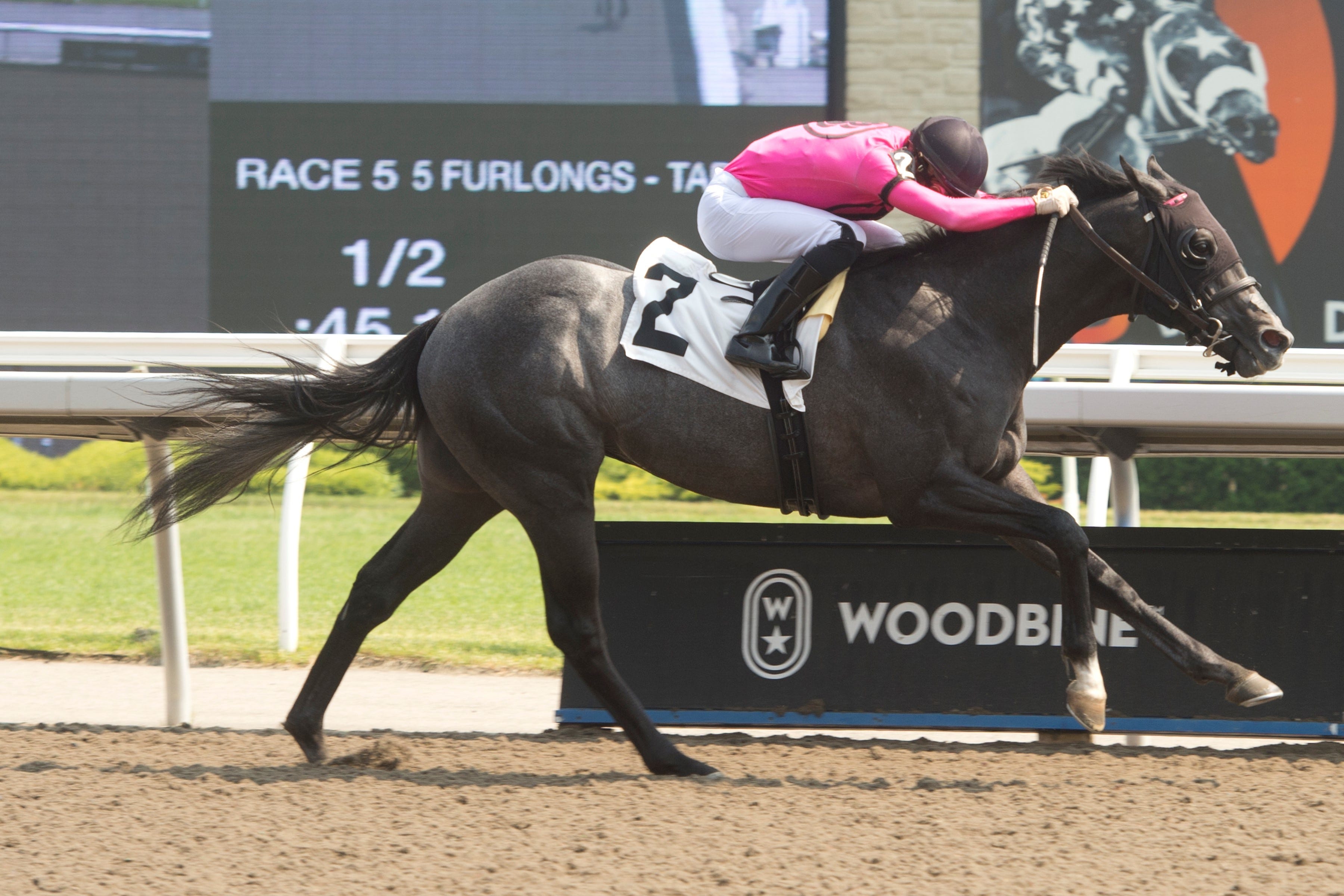 My Boy Prince could be next Casse star, highlights Simcoe field