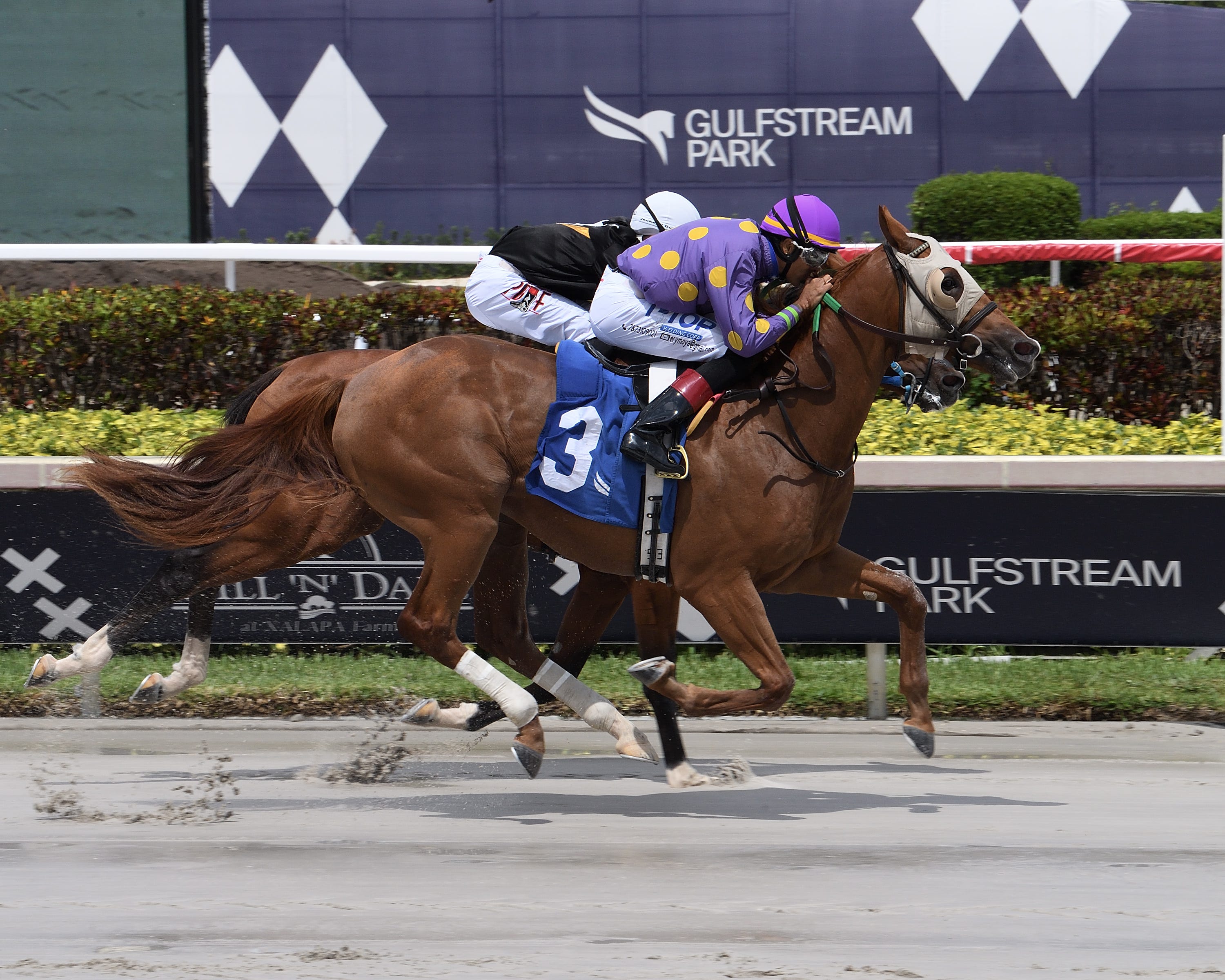 Proud Man Stakes looks loaded with speed