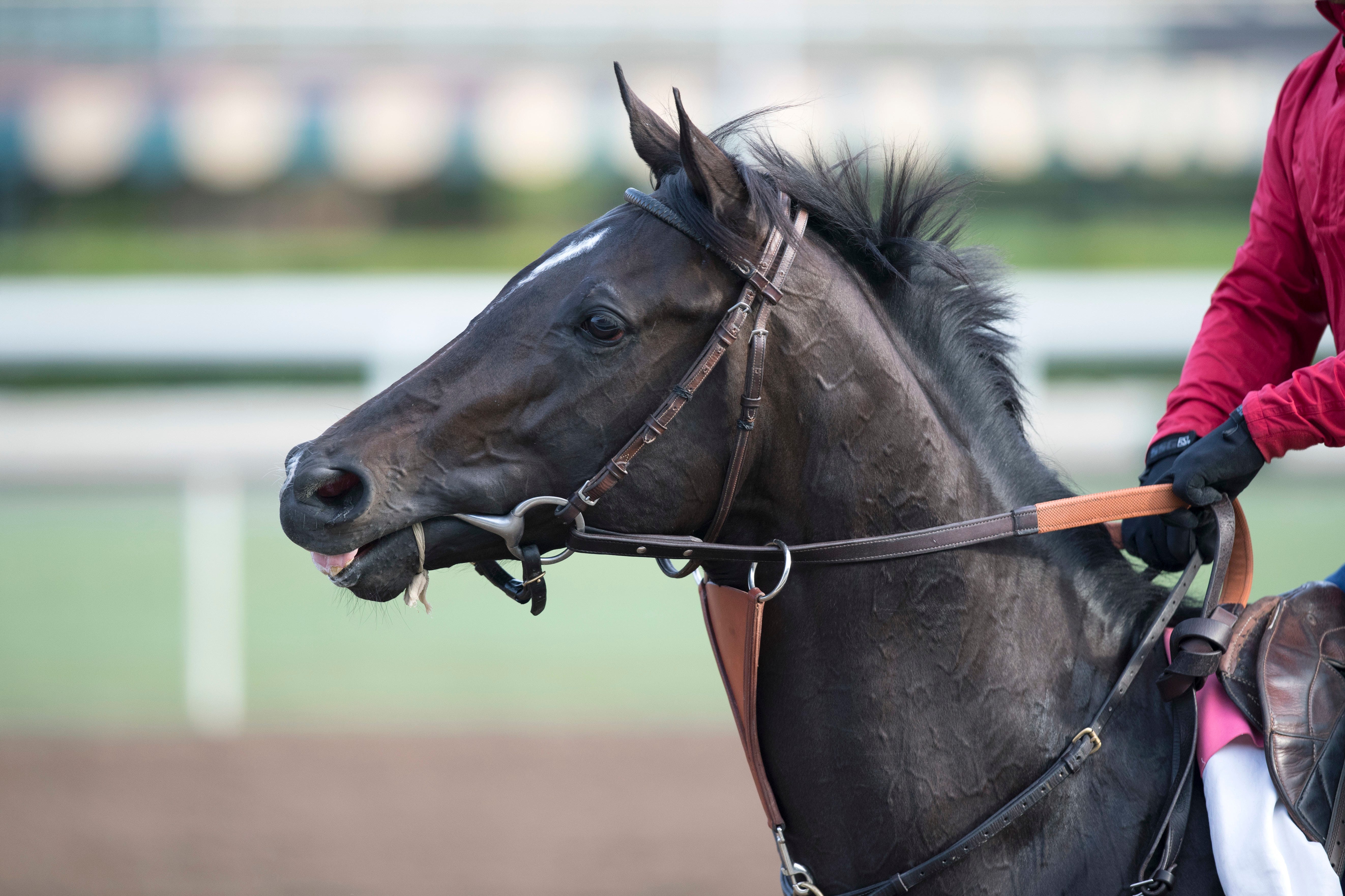 Fasig-Tipton Saratoga: Share in Not This Time sells for $2 million