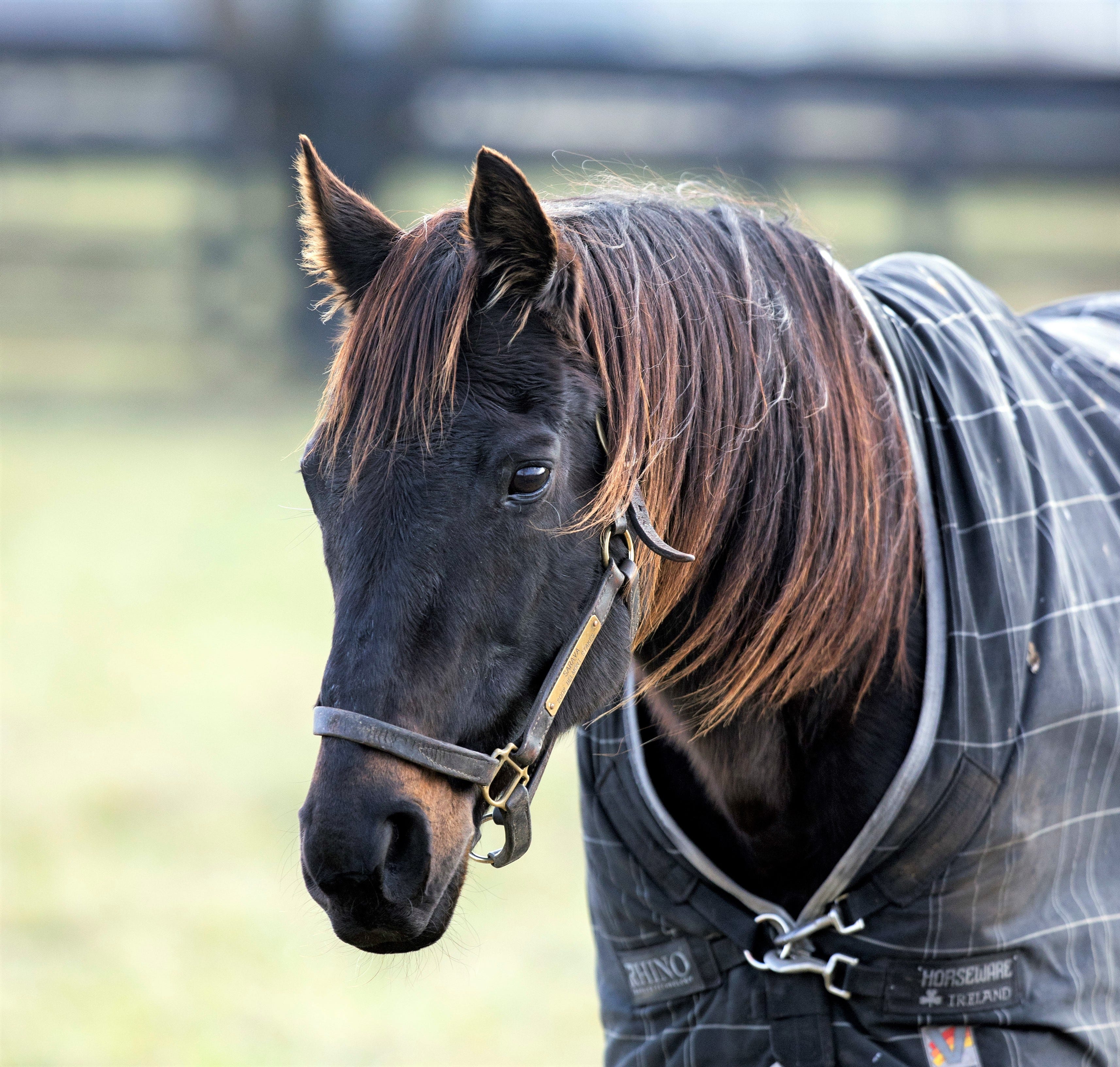 Belmont winner Sarava euthanized at age 24