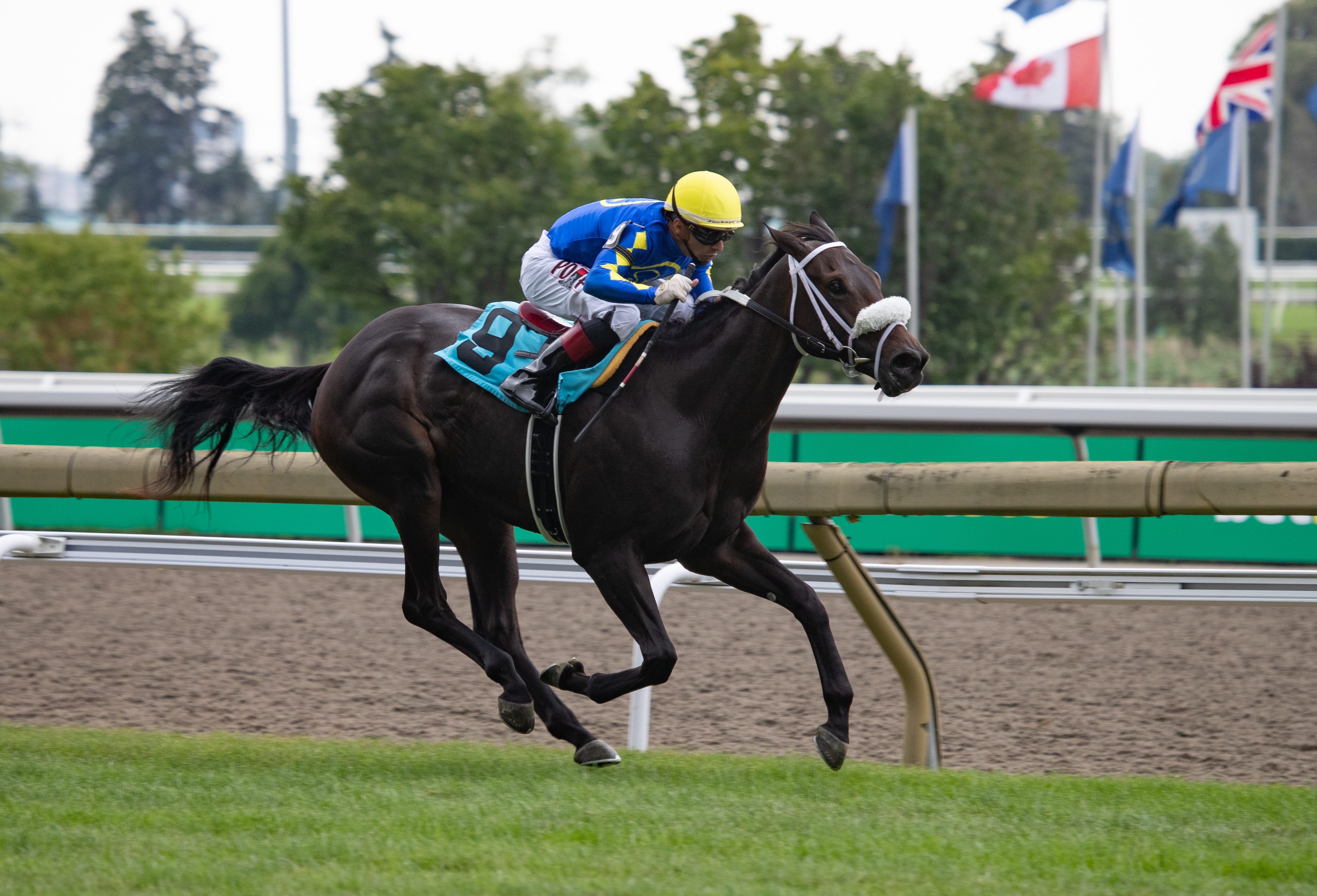 attard-casse-keeping-options-open-in-natalma-summer-stakes