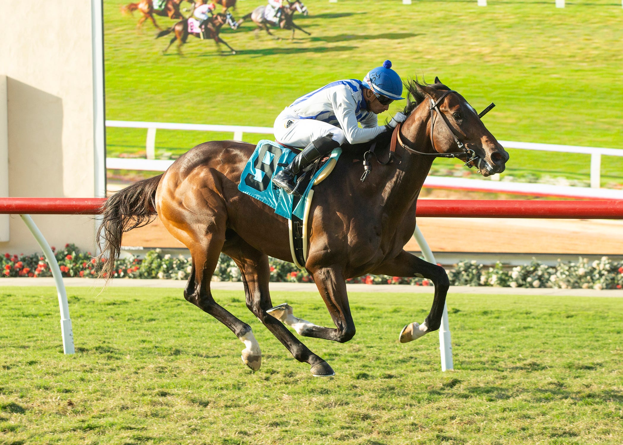 Boltage, Endlessly the ones to beat in Del Mar Juvenile Turf