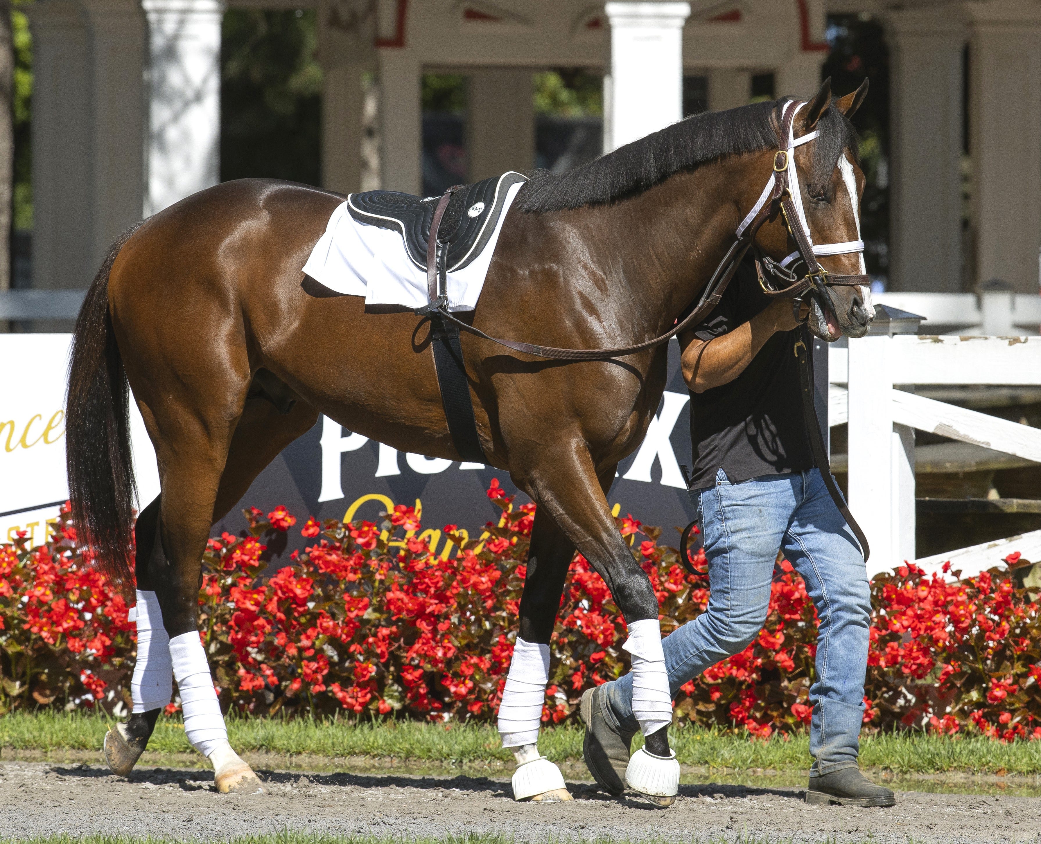 Baffert enters Muth, Mission Beach in Hopeful Stakes