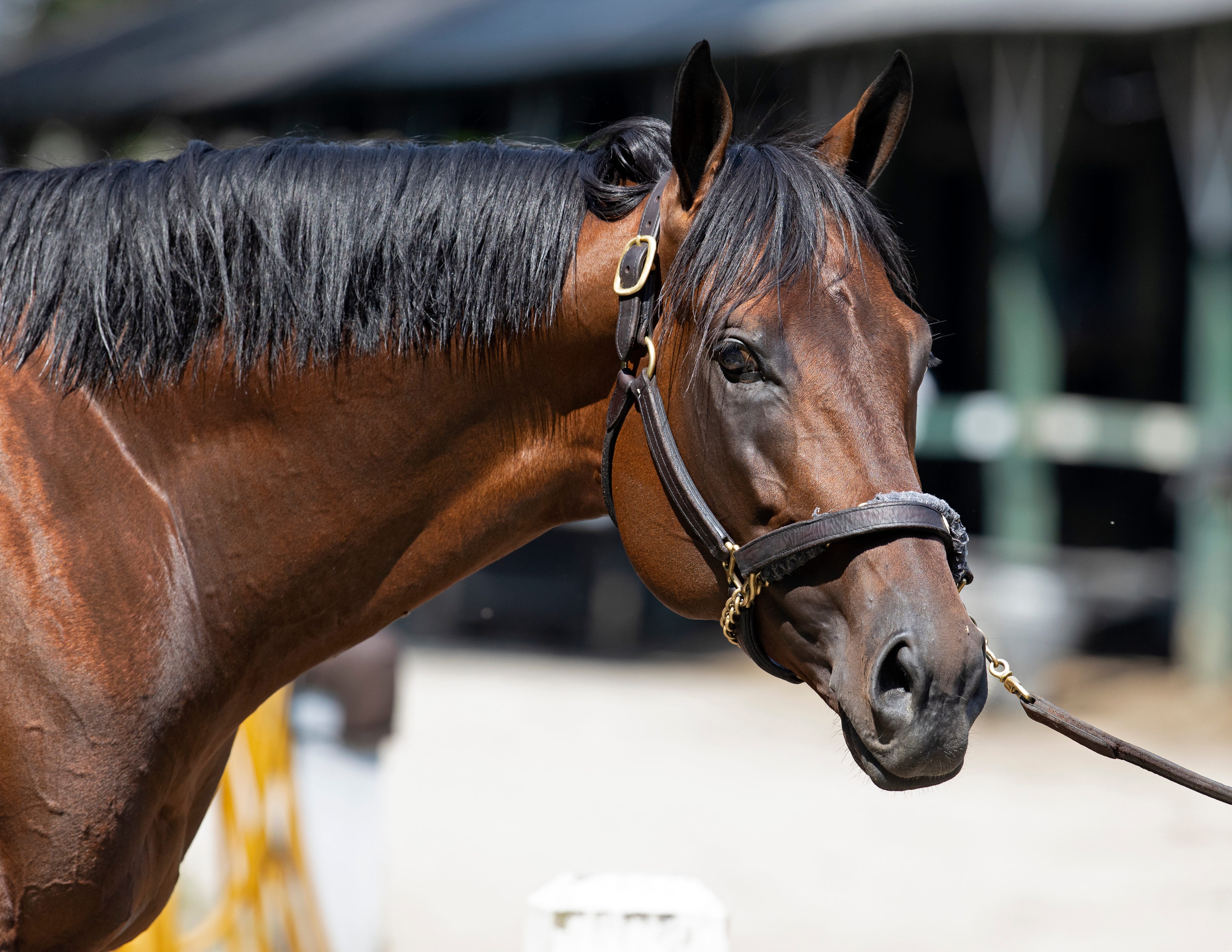 Jockey Club reports 26,597 mares bred in North America in 2023