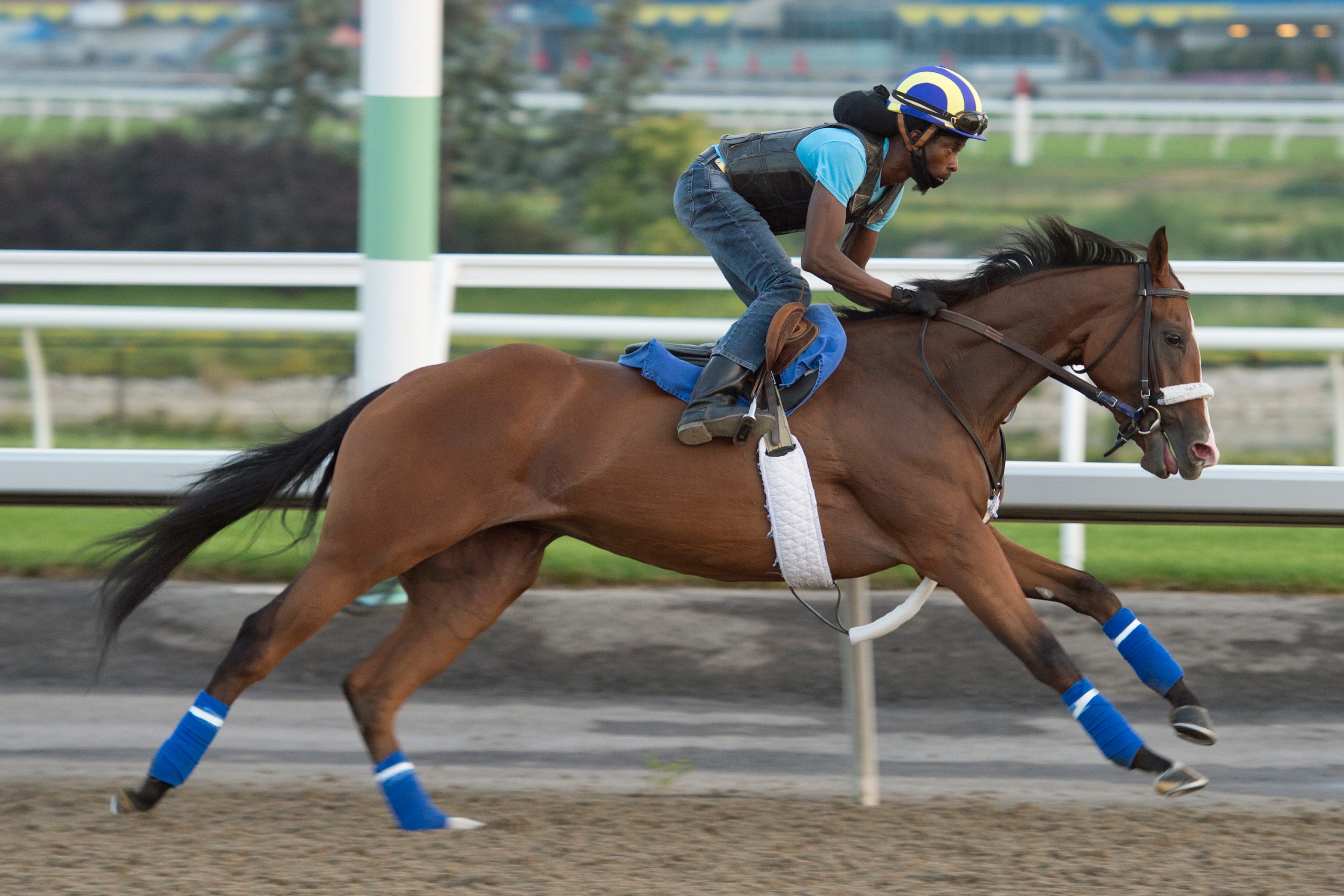 Four-time British Columbia horse of the year Infinite Patience tries to ...