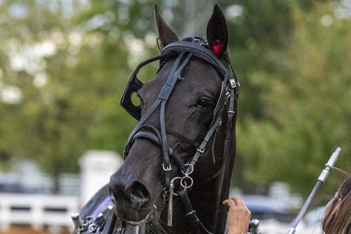 Harness: Remaining races, stallion plans announced for Confederate