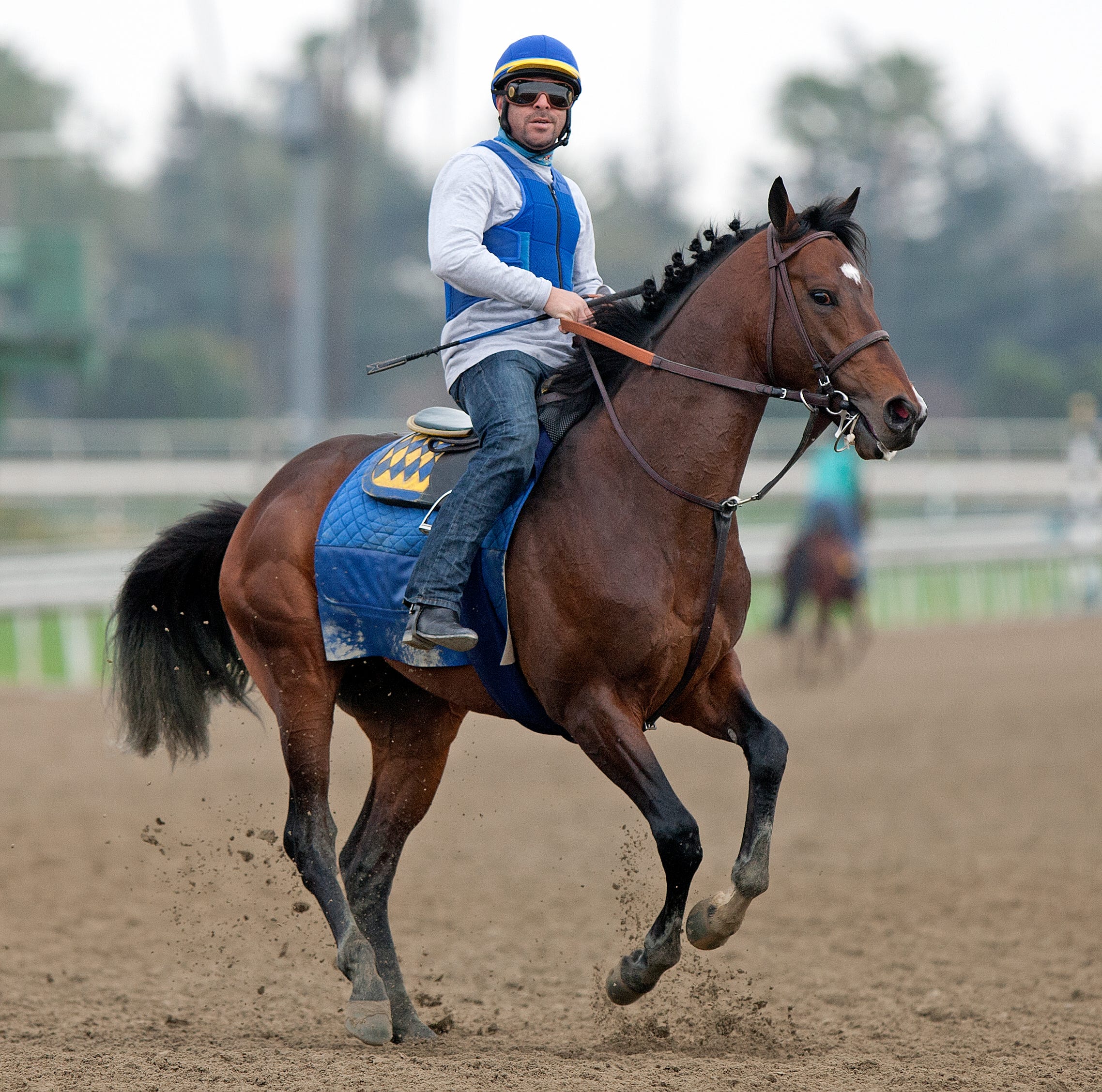 WinStar stallion Paynter euthanized