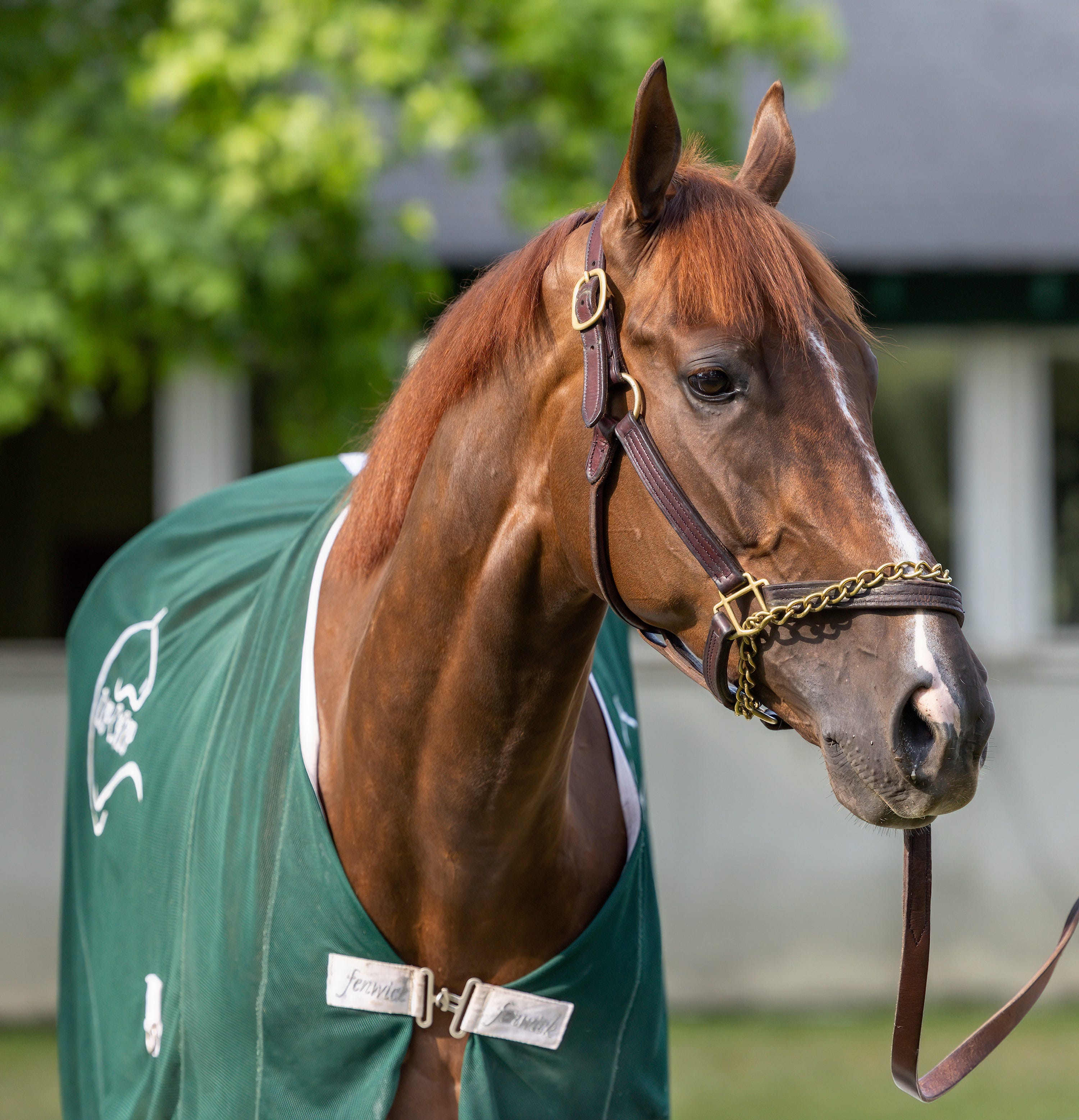 Secret Oath bought by Spendthrift, will be bred to Into Mischief