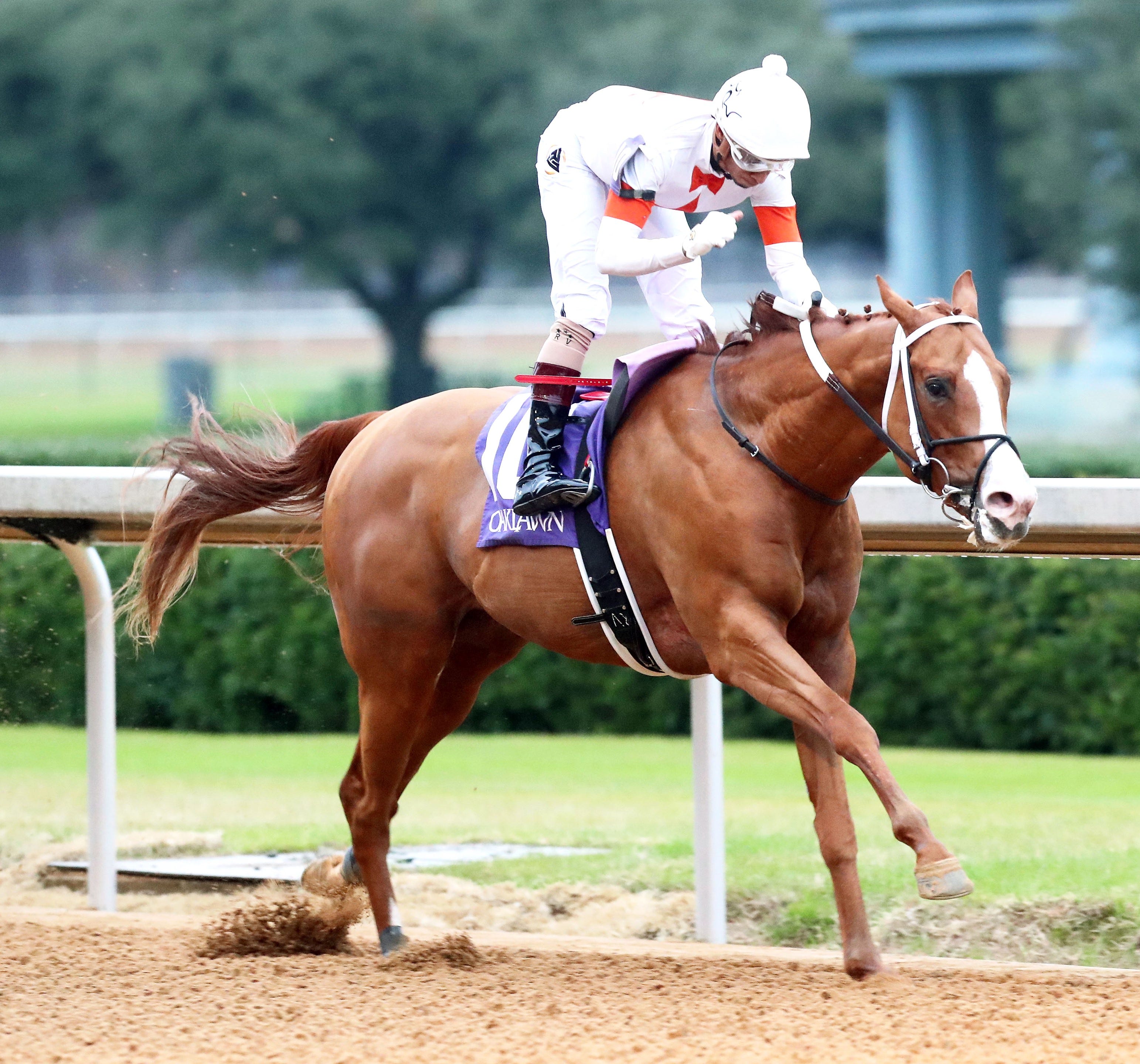 Valentine's Candy much the best in opening-day Advent Stakes