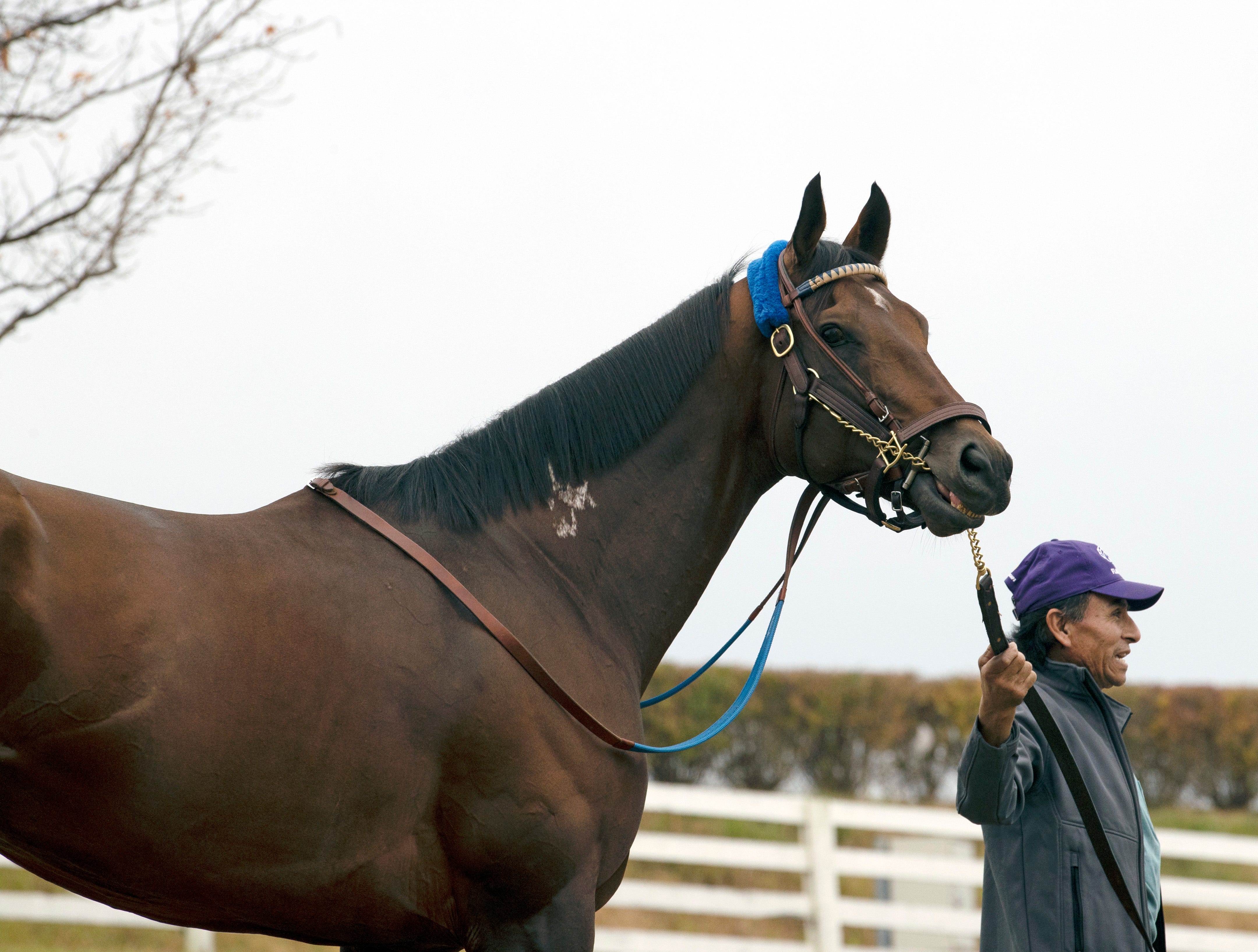 First reported foal of Flightline arrives