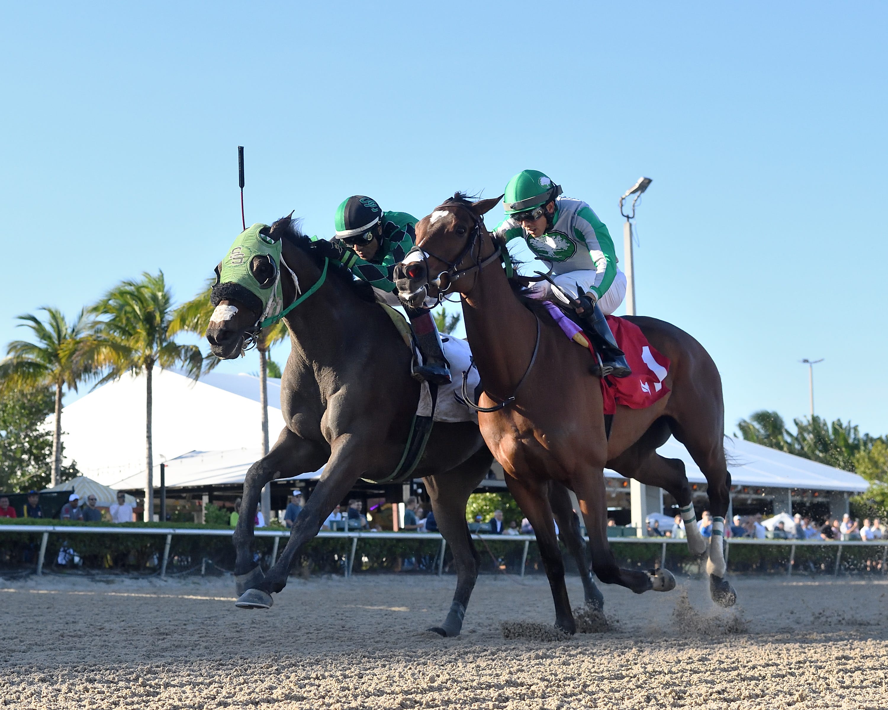 Lure Him In outduels Octane in Sunshine Classic