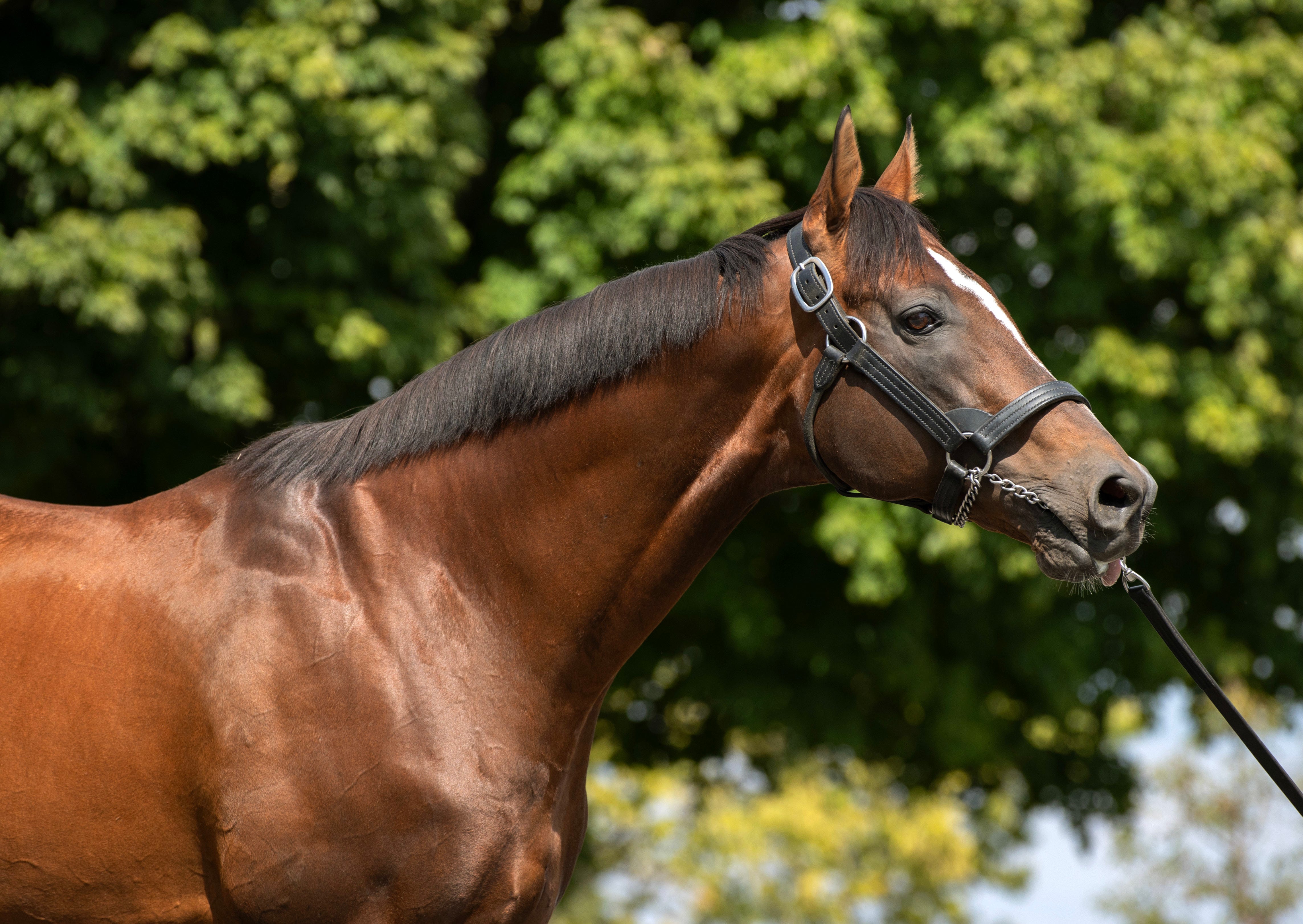 Mucho Macho Man moving to Adena Springs North in Canada