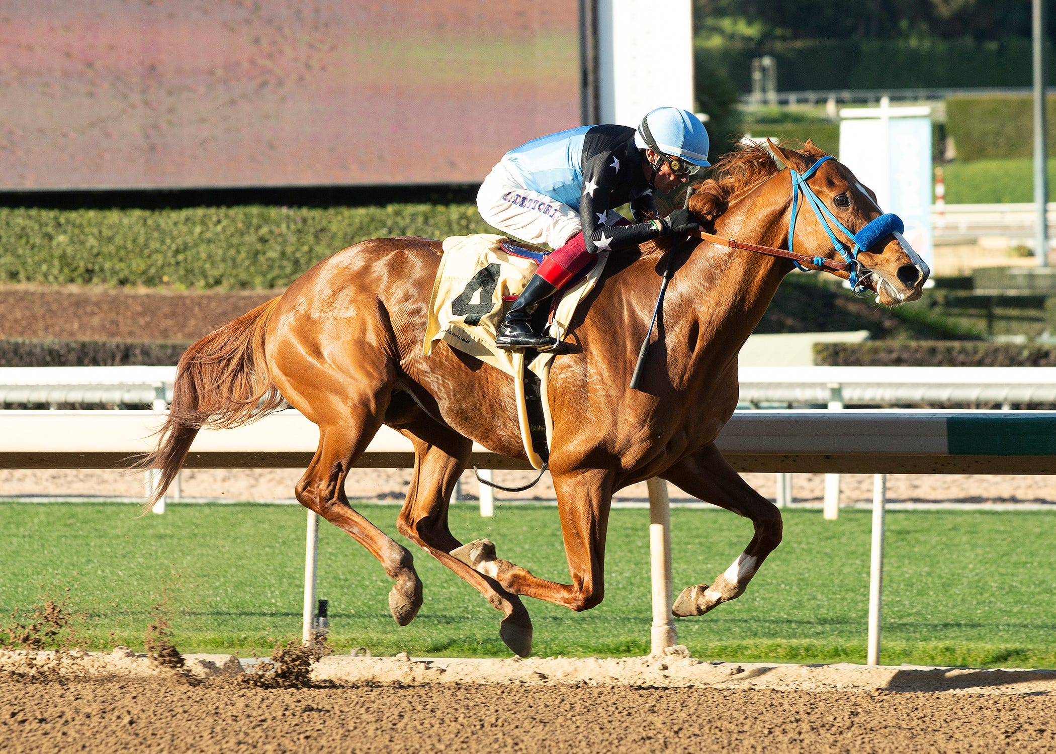Brad Free's Santa Anita Horses to Watch for week of Feb. 22, 2024