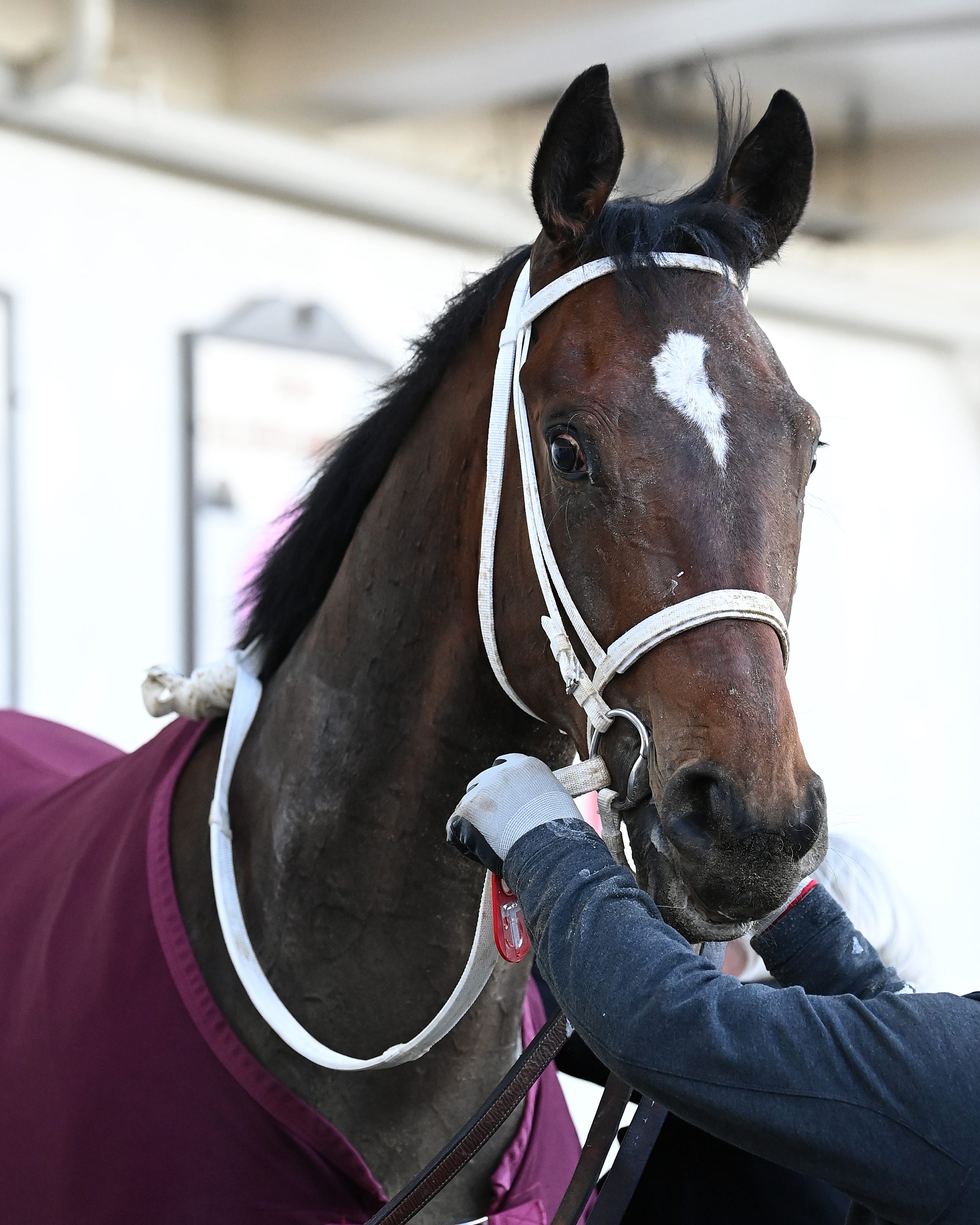 Uncle Heavy, after Withers win, targets Wood Memorial as next start