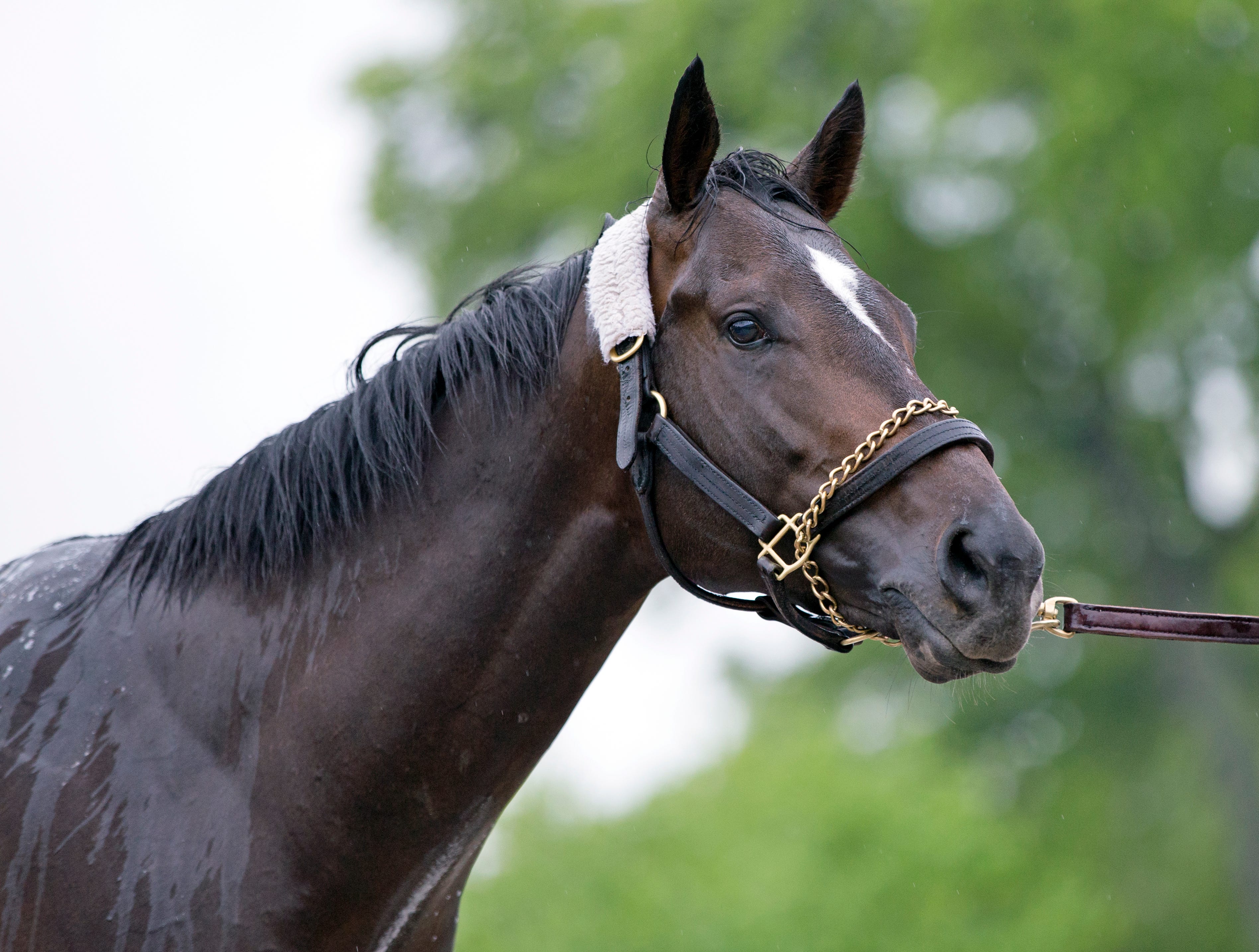 McCraken retired from stud, pensioned to Old Friends