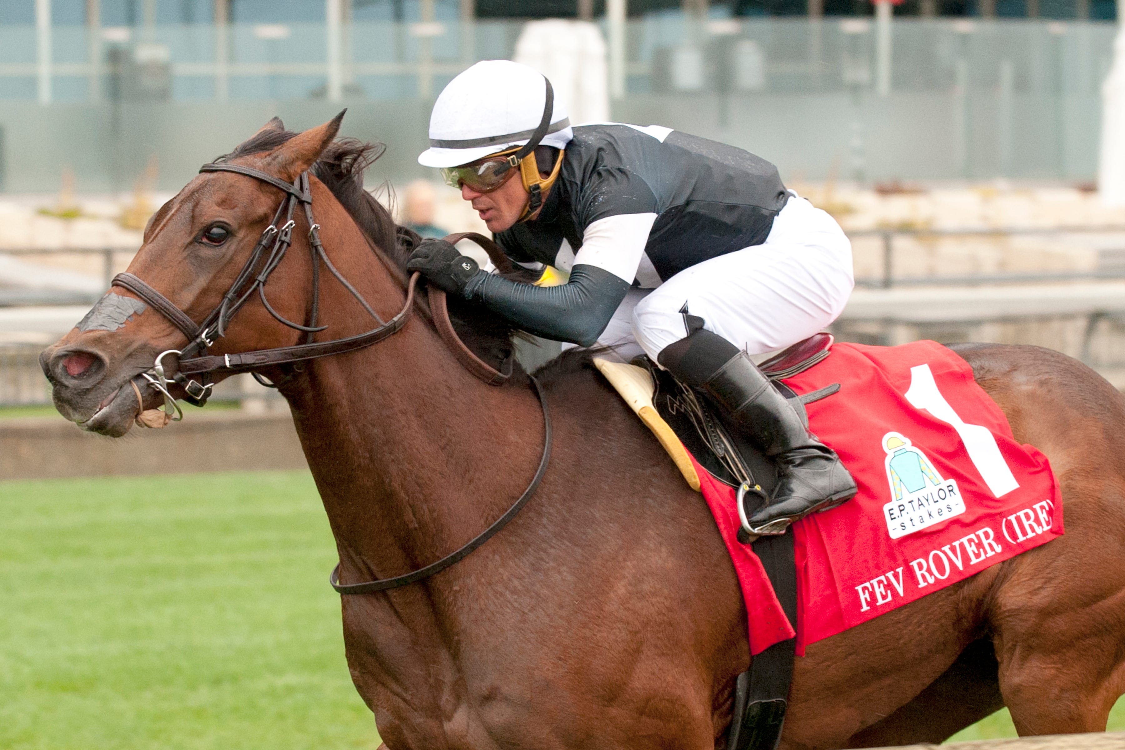 2023 Sovereign Awards: Fev Rover named Canadian Horse of the Year