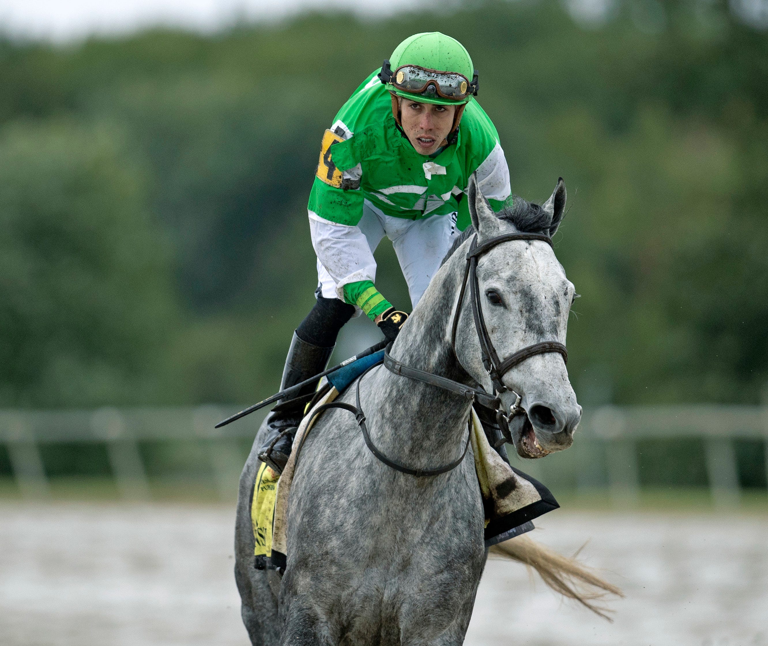 Yielding turf could be problem for Giant's Causeway favorites