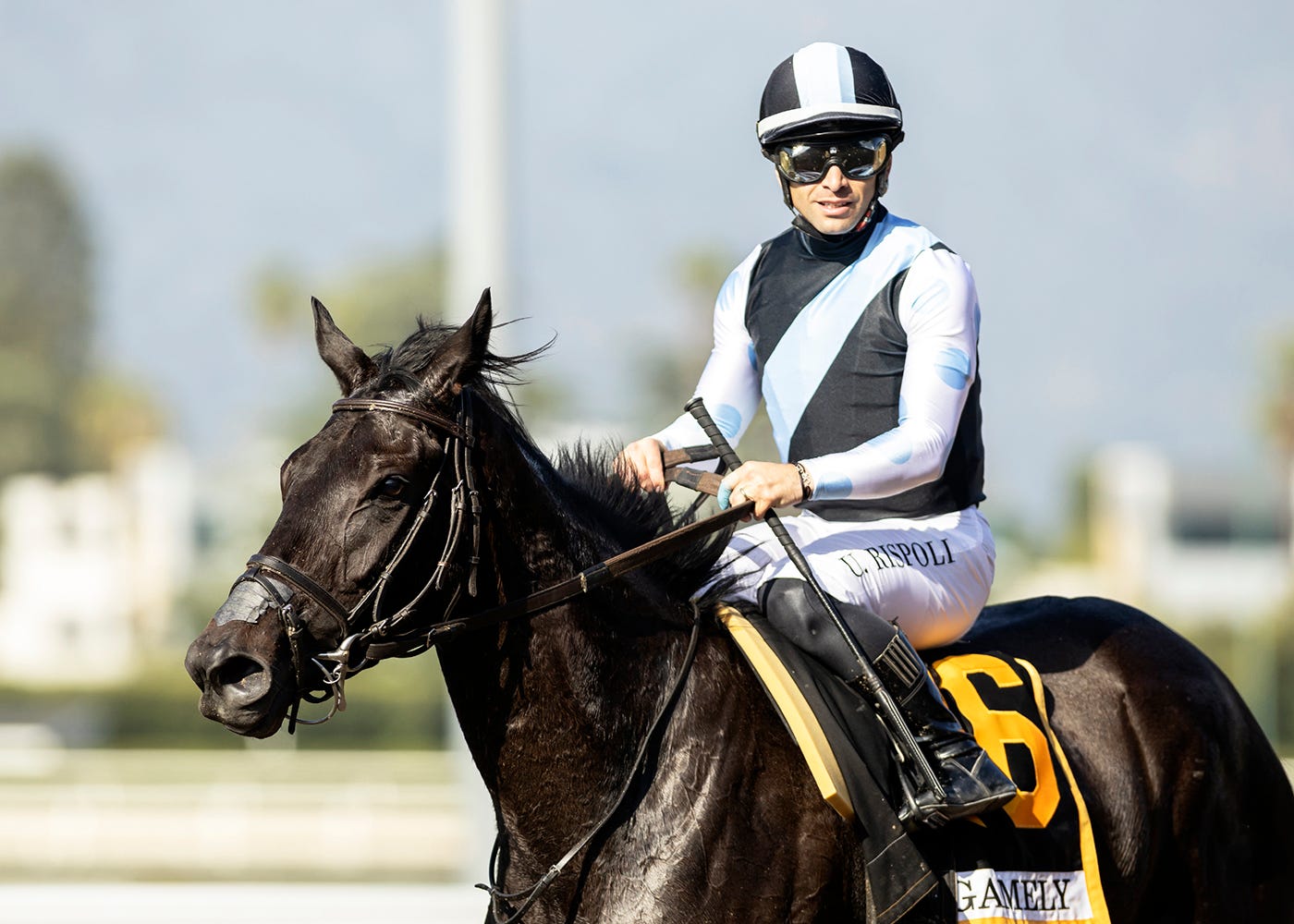 Anisette to have light campaign with Breeders' Cup as year-end goal