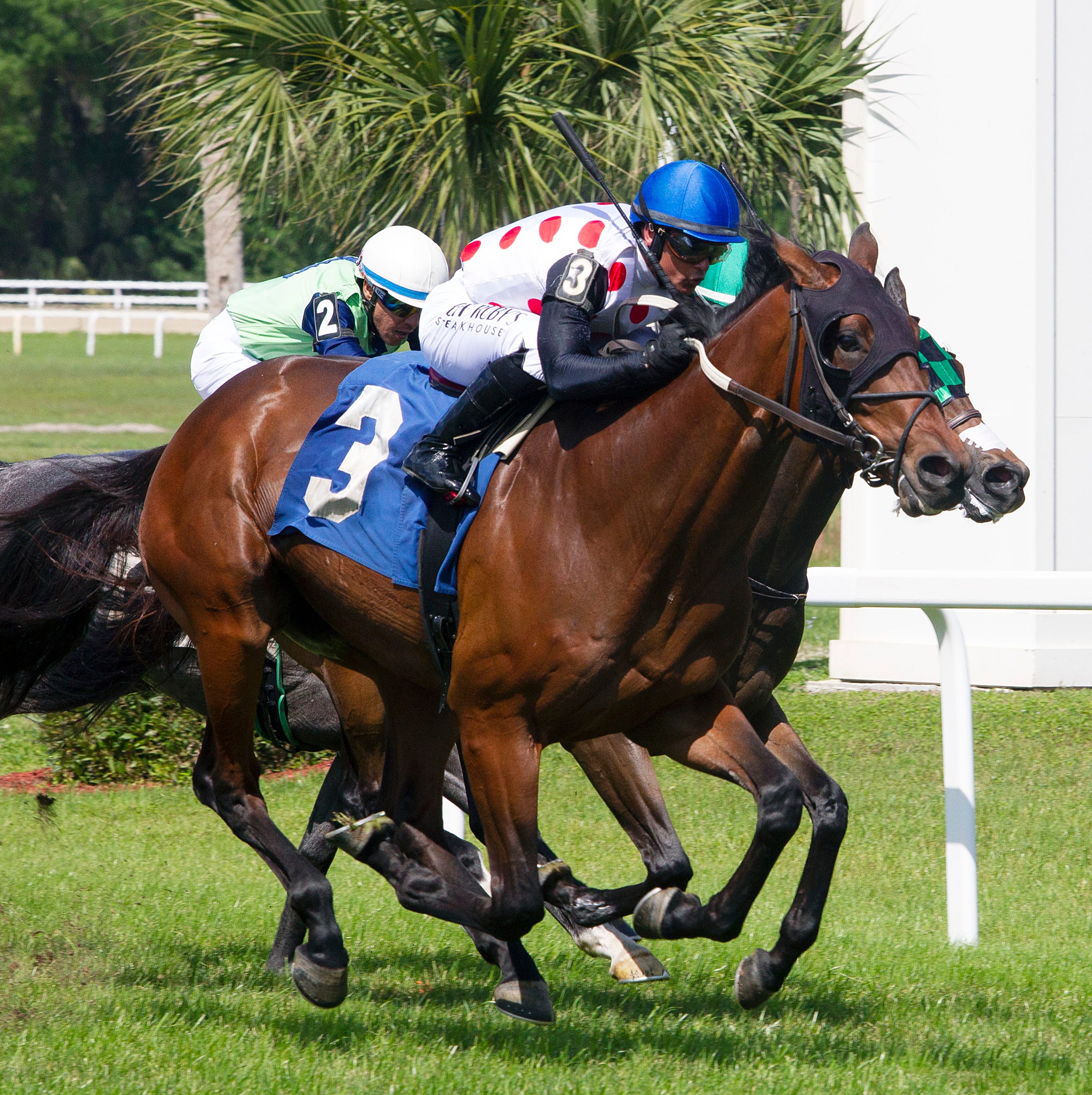 Crystal Quest on three-race streak coming into James W. Murphy
