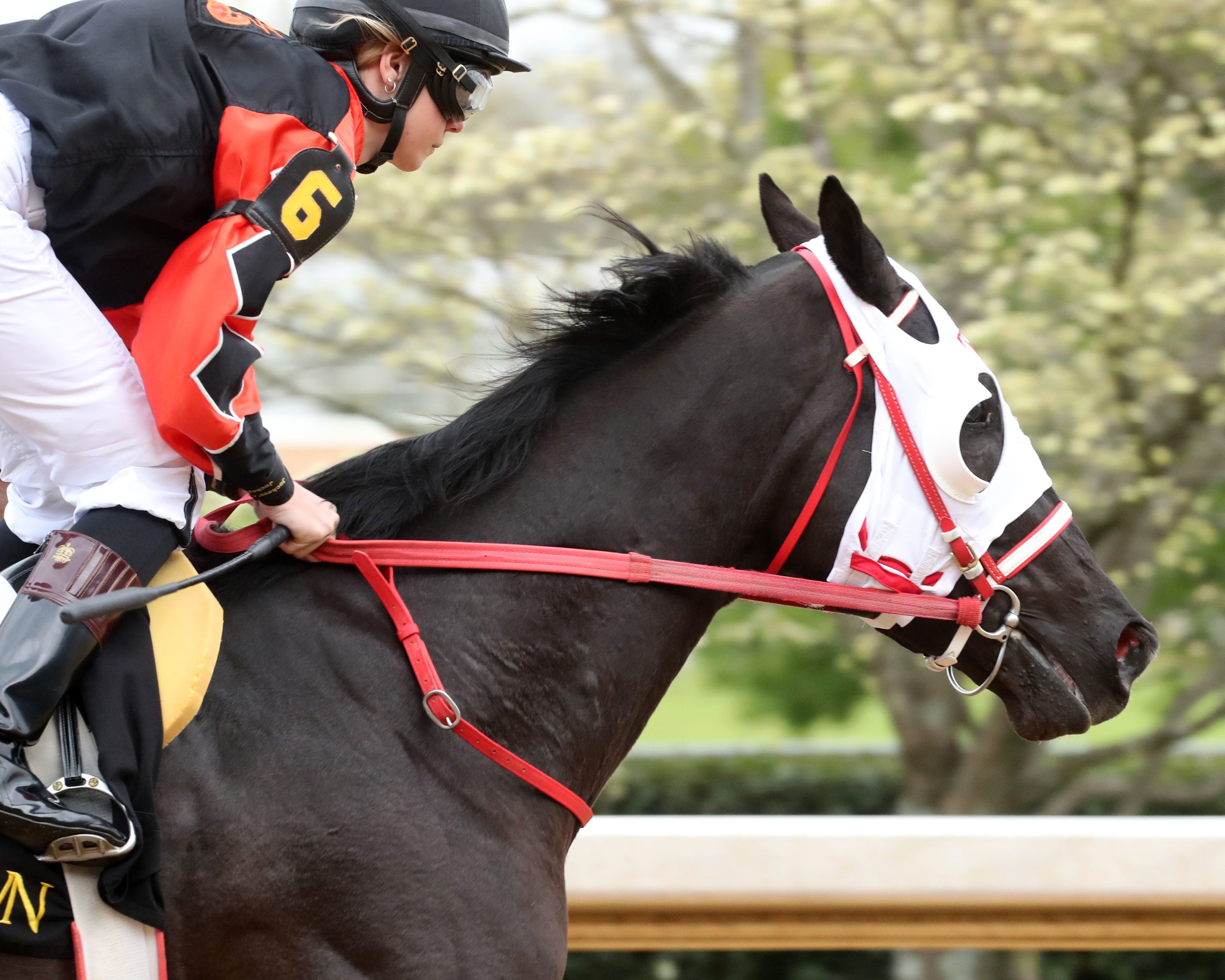 Tyler's Tribe dies after workout; Oaklawn opens investigation into ...