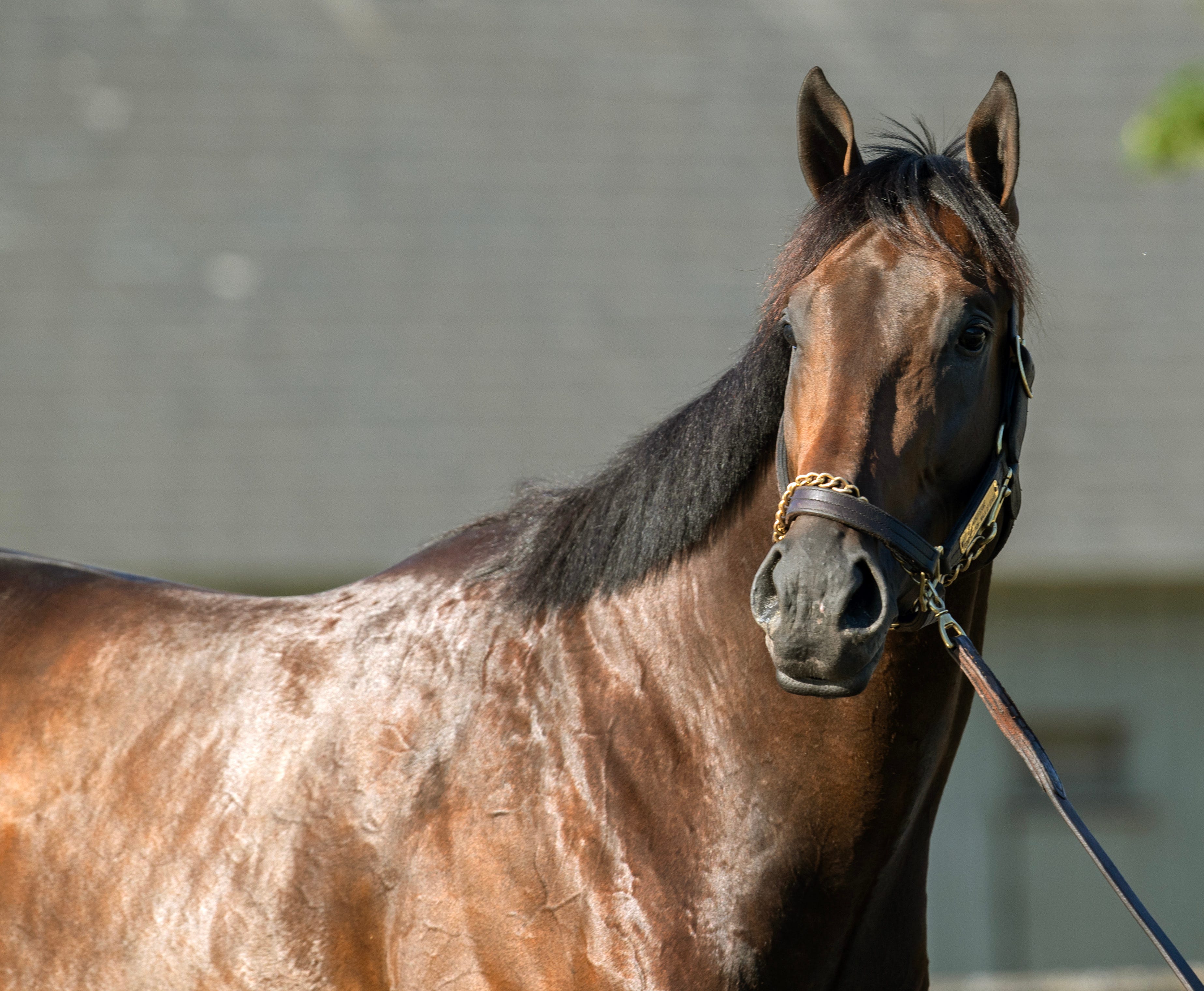 Mindframe, Post Time looking to shine spotlight on Maryland racing