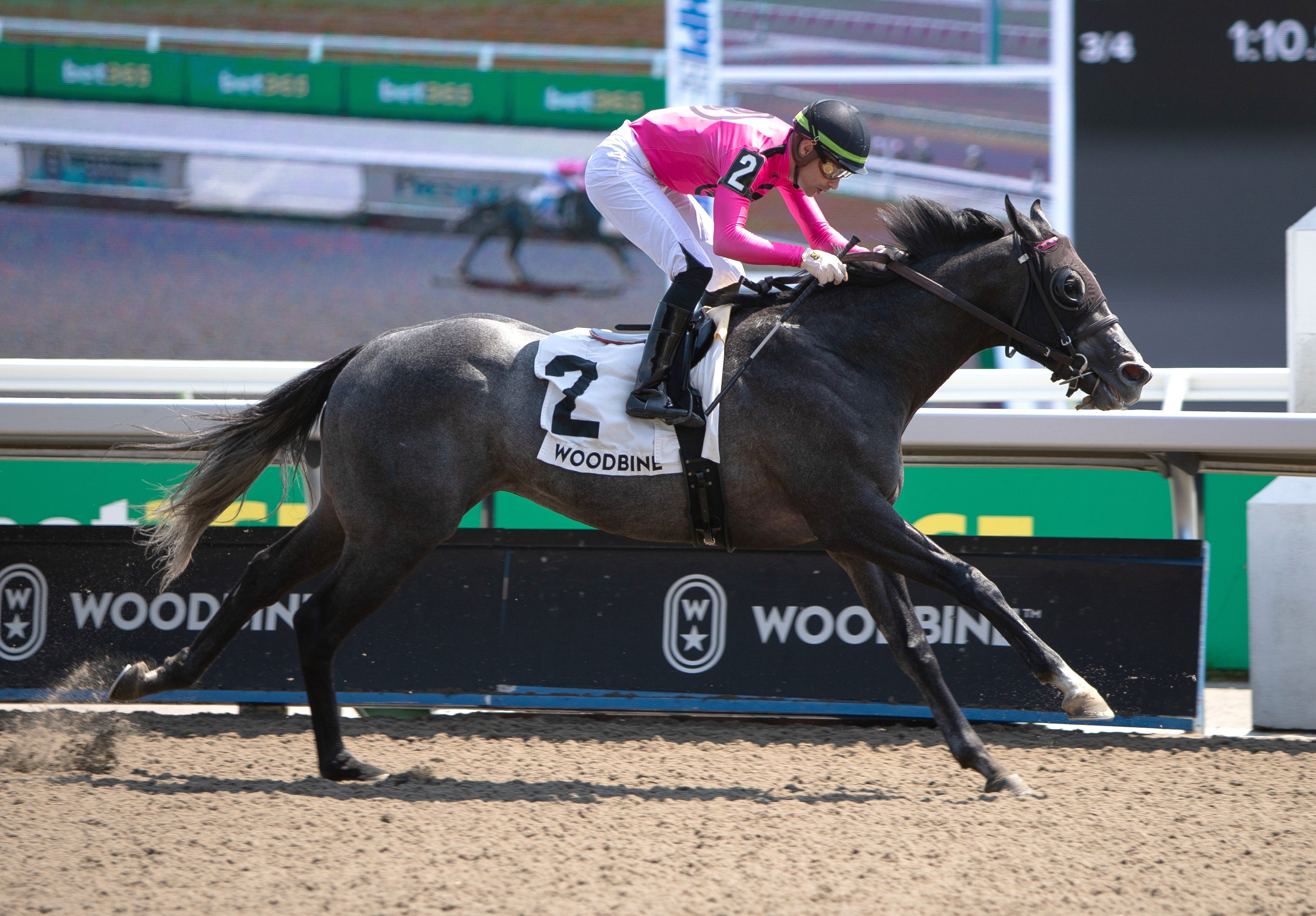 My Boy Prince continues path to King's Plate in Queenston