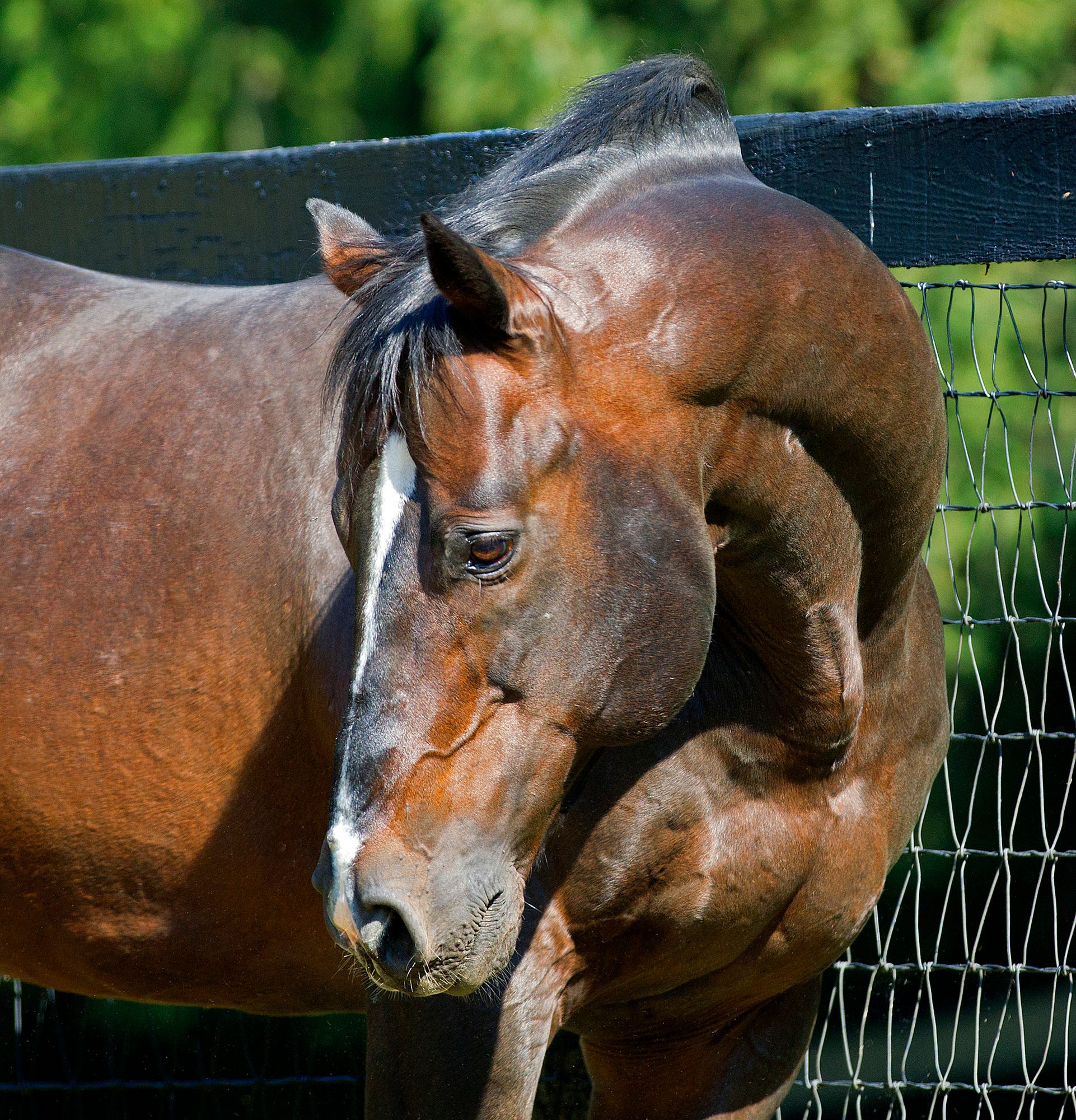 Tale of the Cat, top stallion and racehorse, dead at 30