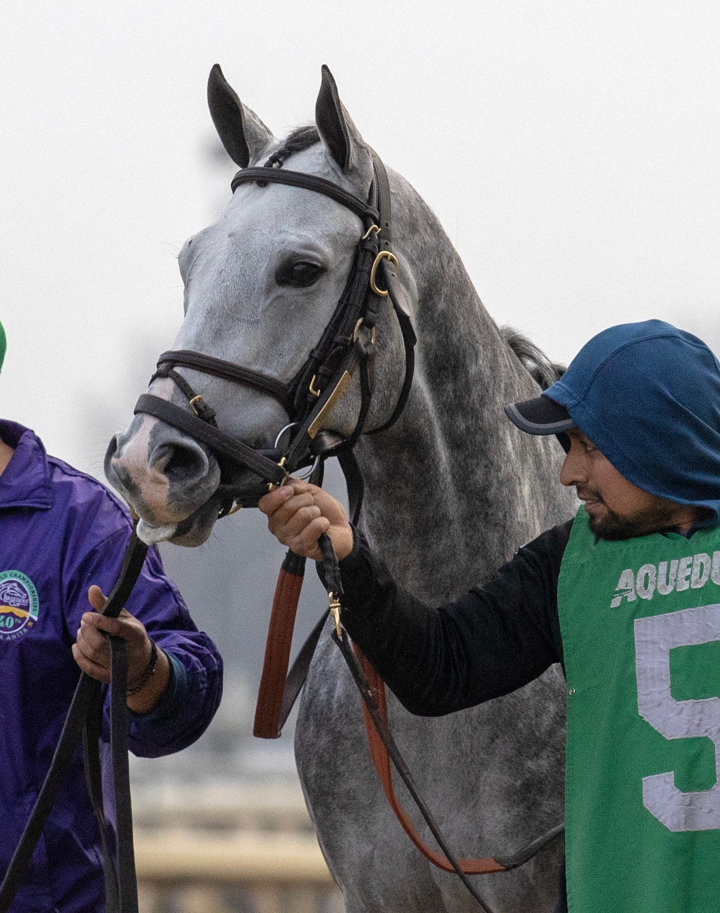 Champion New York-bred Dr Ardito retired