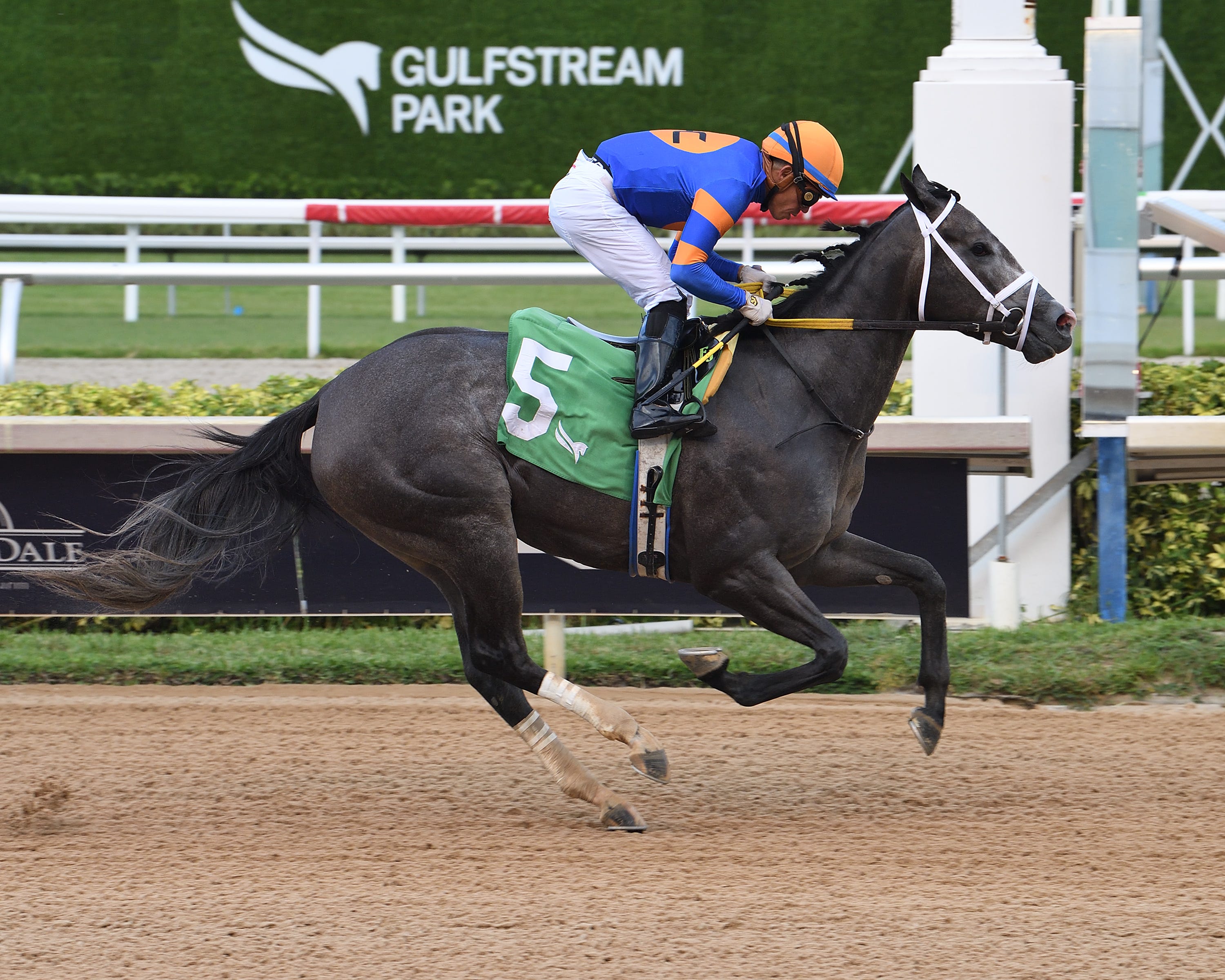 Joseph looking cool as Haulin Ice romps in Azalea