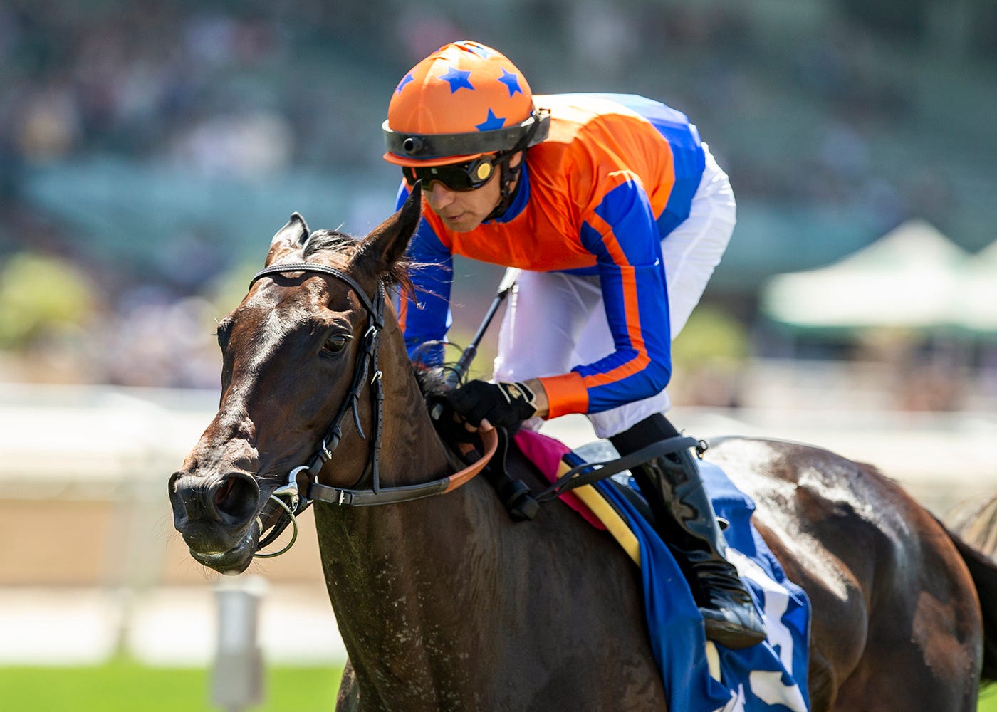 Four-time stakes winner Linda's Gift retired