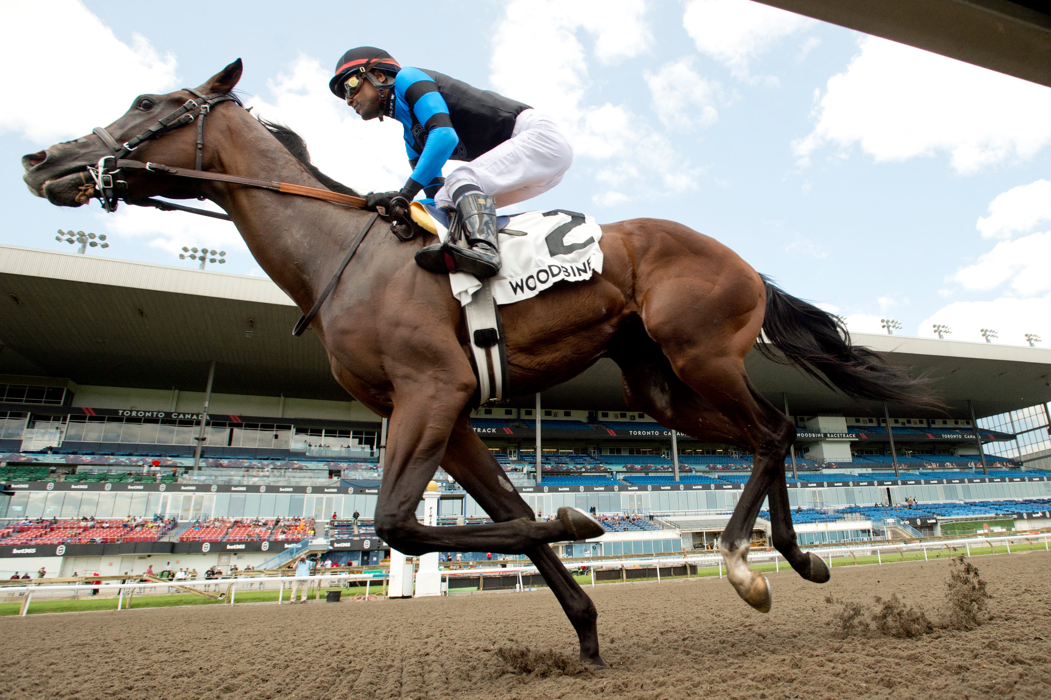 Squires back with more Cairo Prince juveniles in Soaring Free, Catch a ...