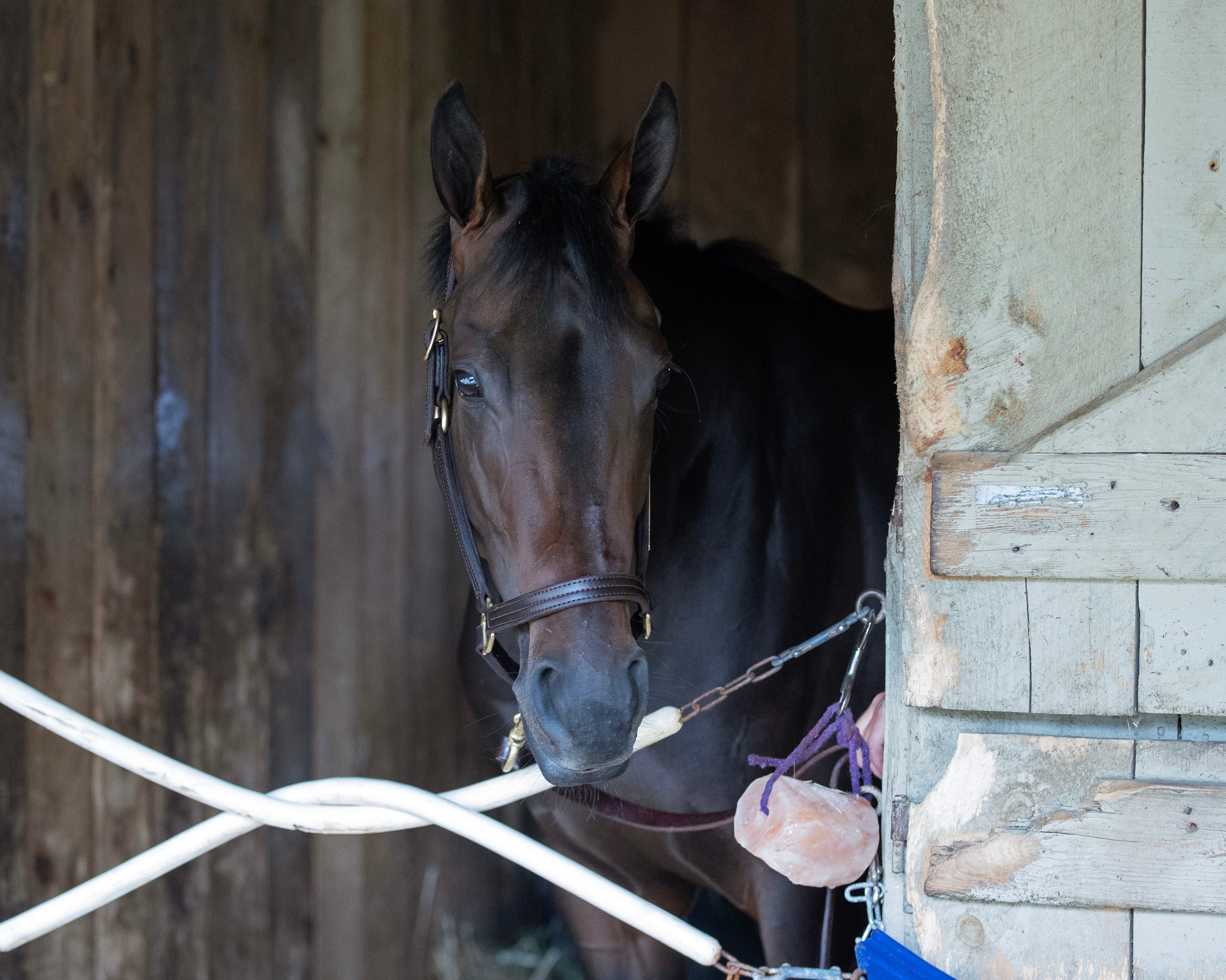 After hanging with royalty, Mighty Eriu faces easier in Bolton Landing