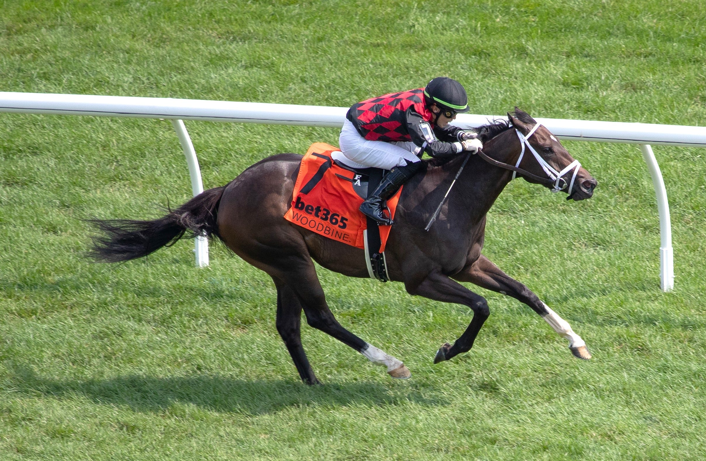 Ecstasy going for third turf win in last four starts