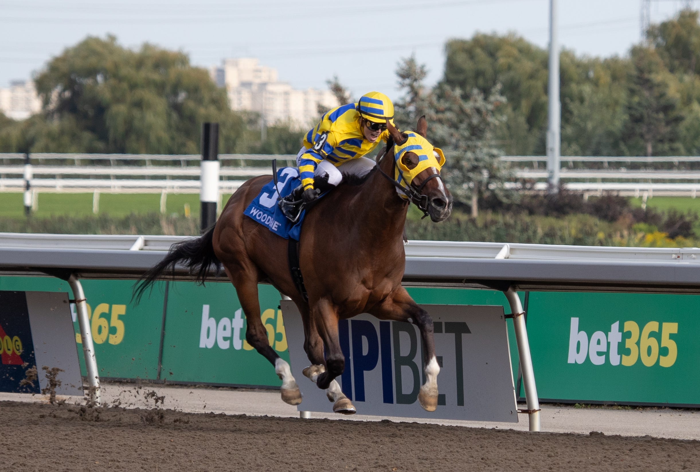 Patches O'Houlihan looks tough to beat in Vigil repeat bid