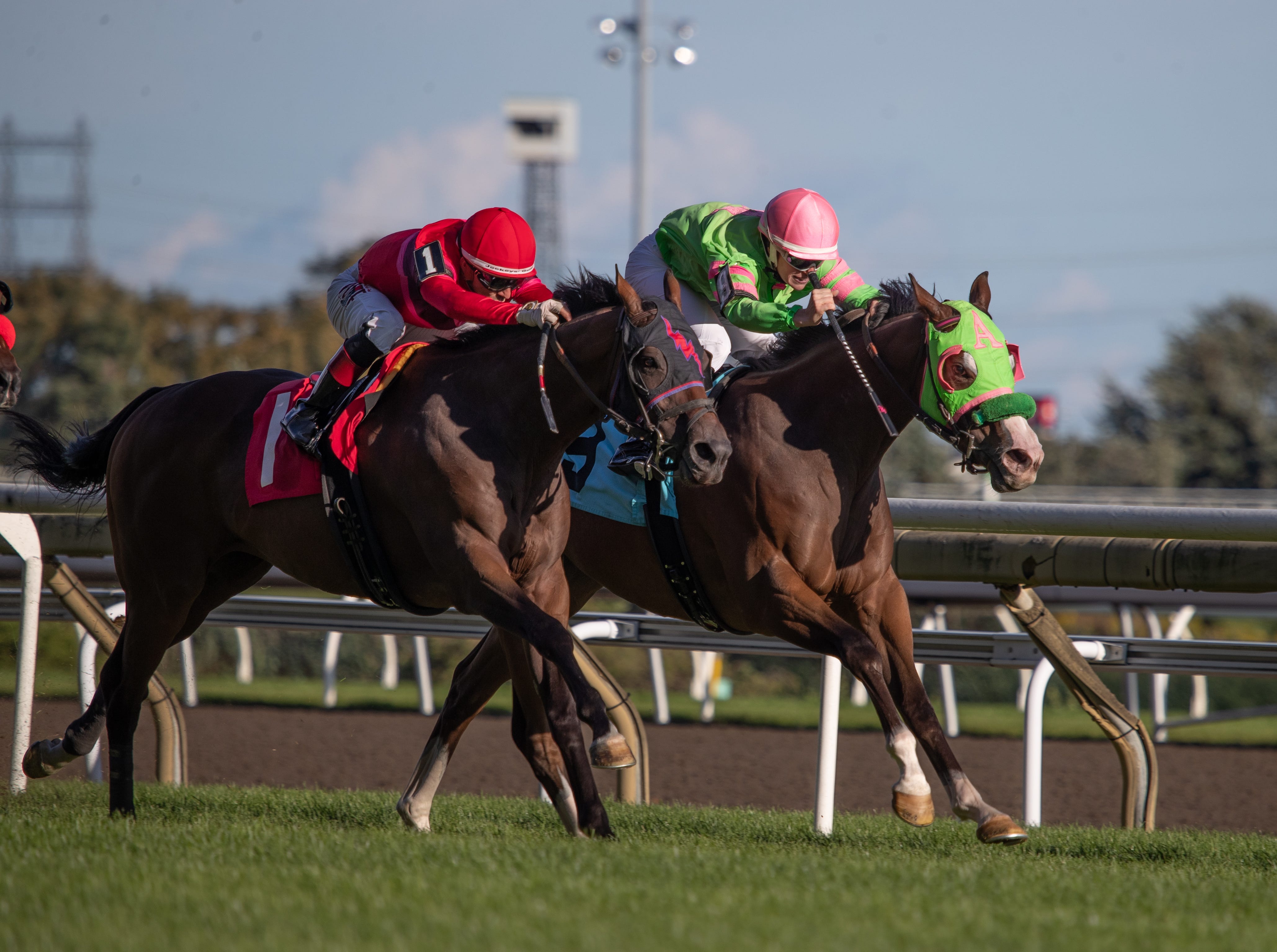 Arabian Prince will try Tapeta with turf racing coming to a close