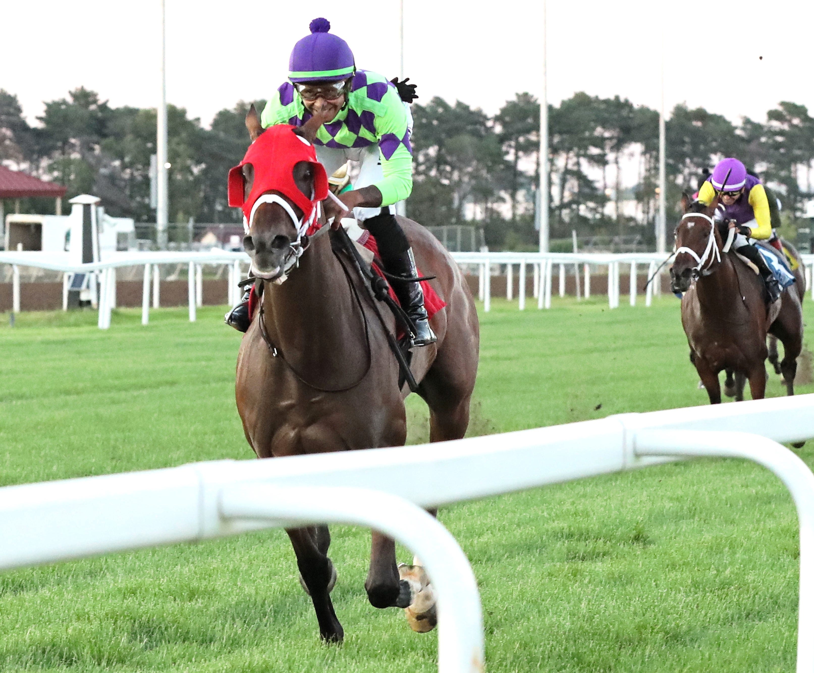 Interesting horses from unusual places spread throughout card