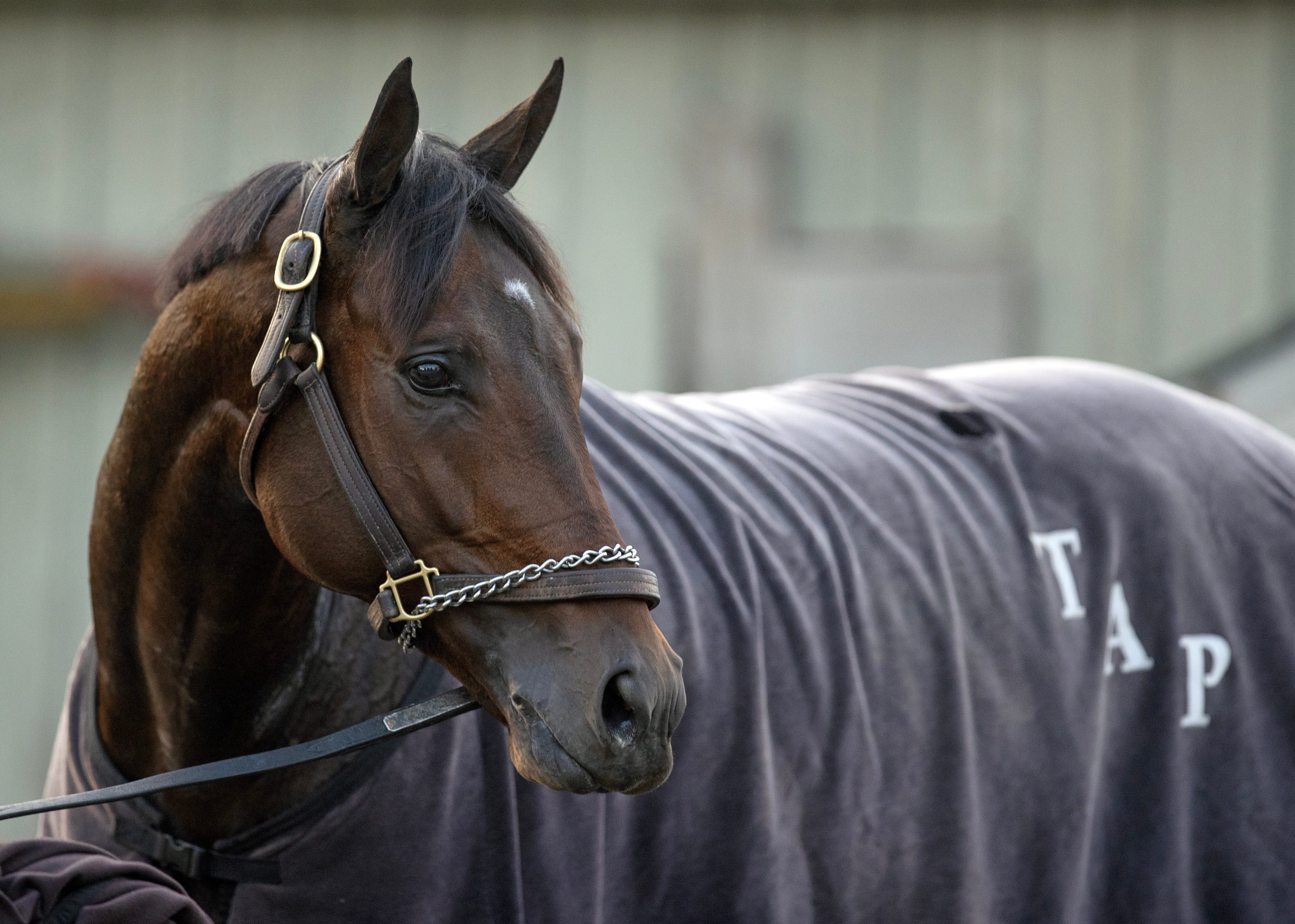 Fierceness to stand at Coolmore’s Ashford Stud after racing career