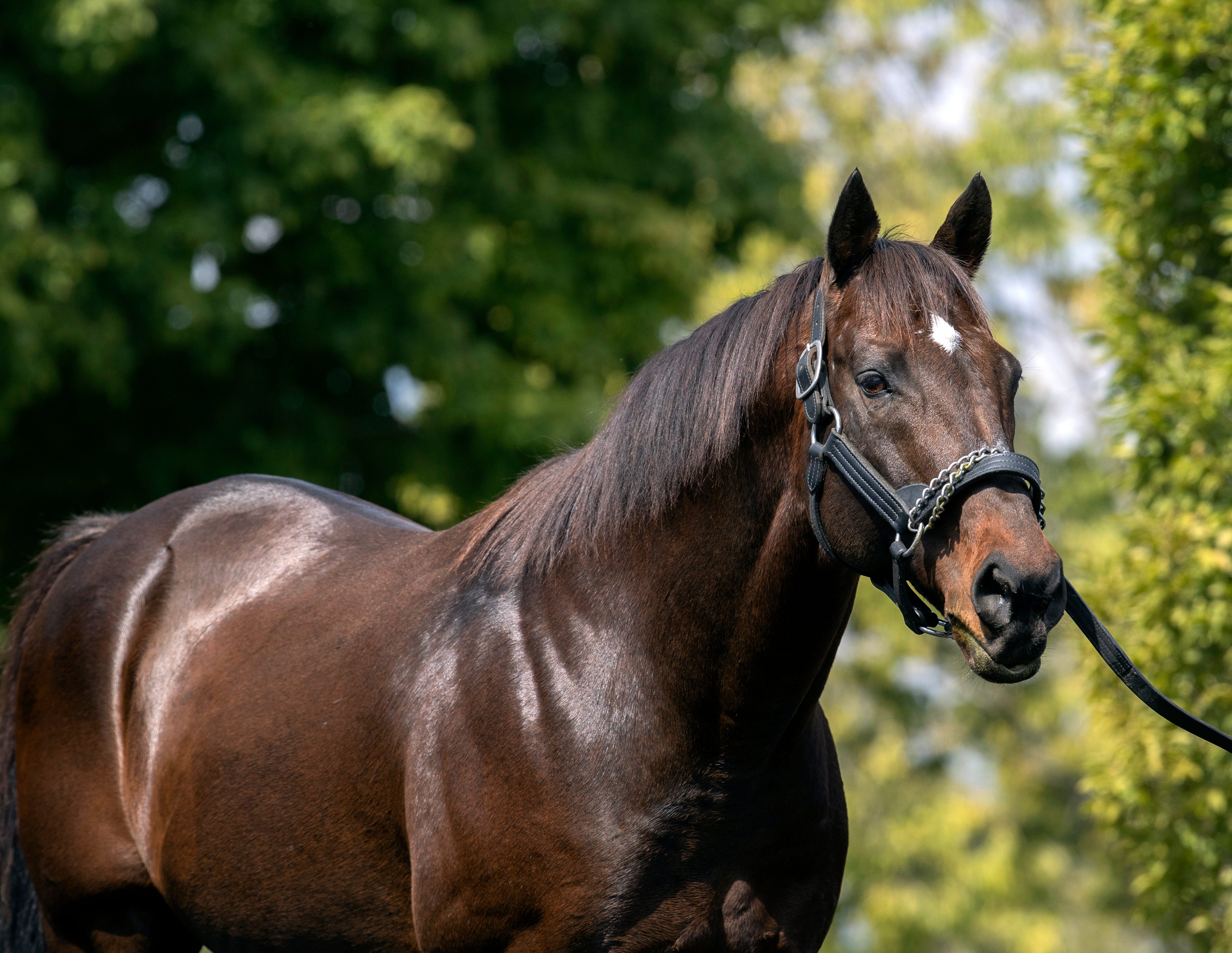 Ghostzapper headed to Canada for likely final stallion season