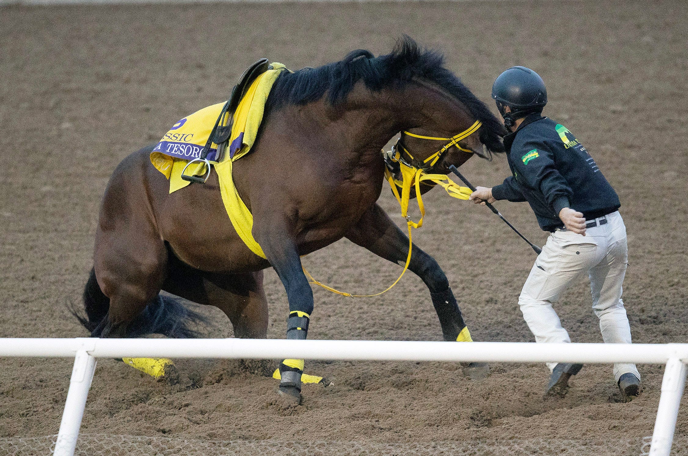 Breeders' Cup Clocker: Cogburn, Gun Pilot get final tune-ups