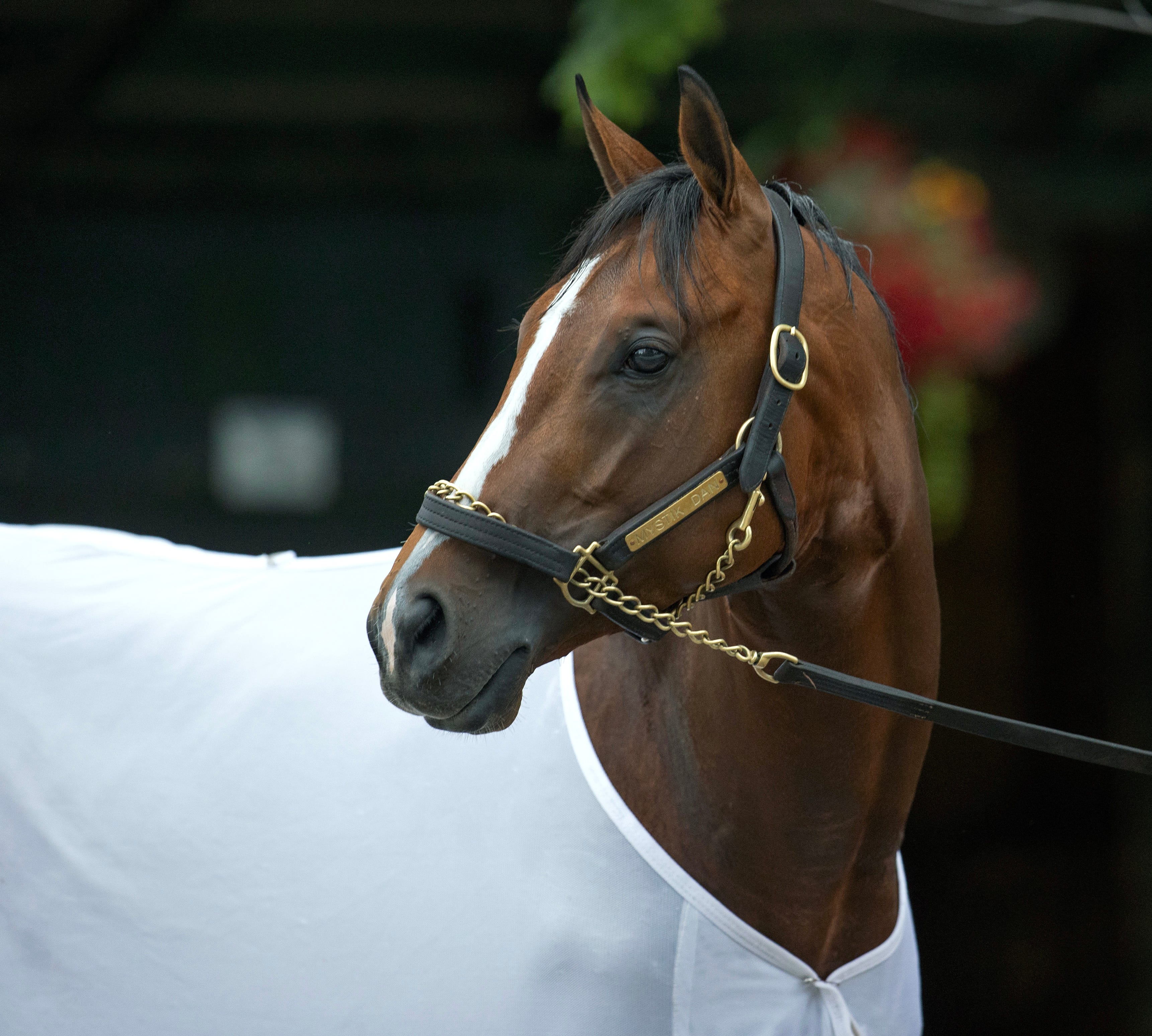 Mystik Dan ready for trek to Santa Anita and Malibu Stakes