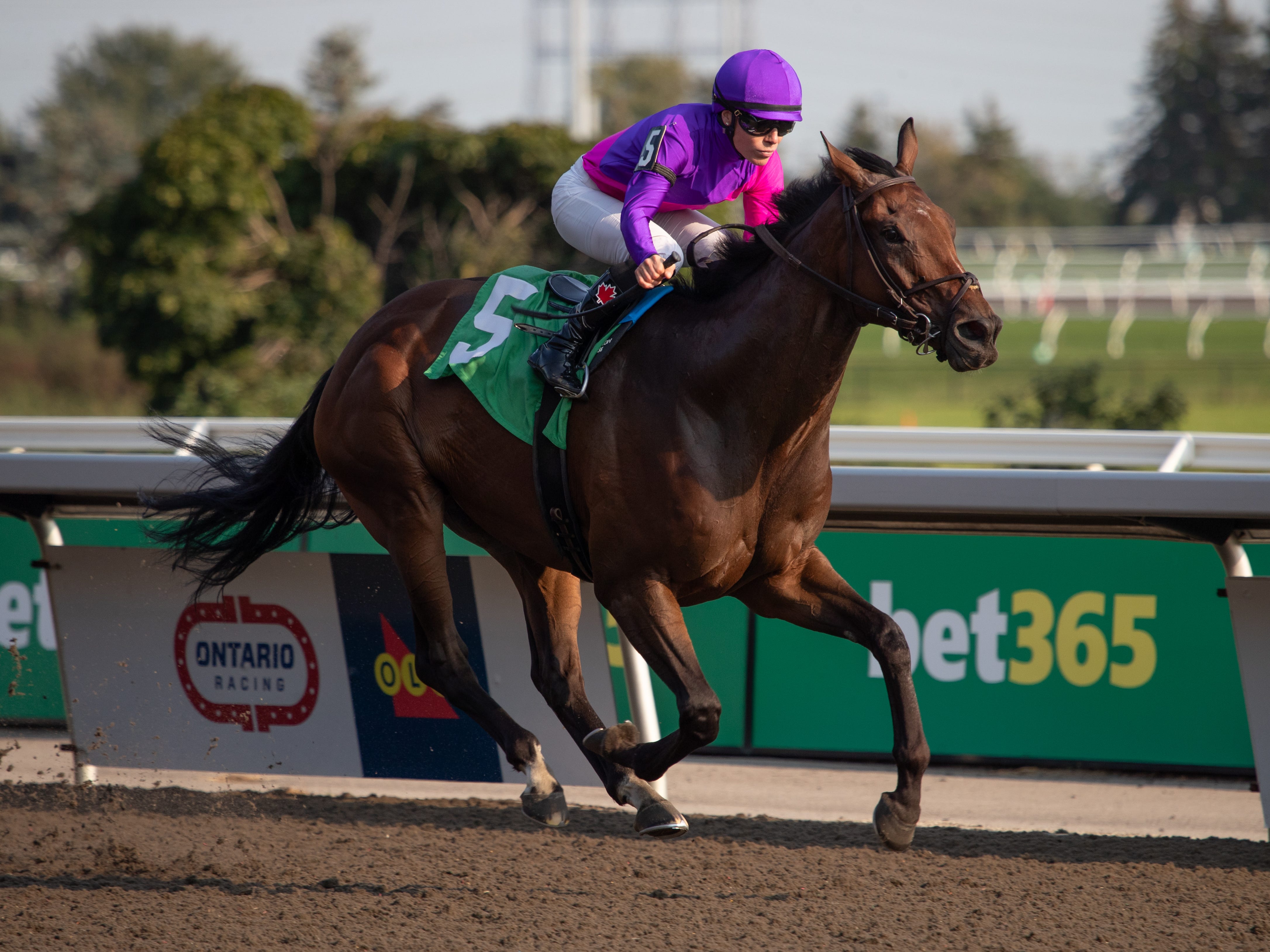 Sadler looks to stamp successful meet with Ron's Gizmo in Steady Growth