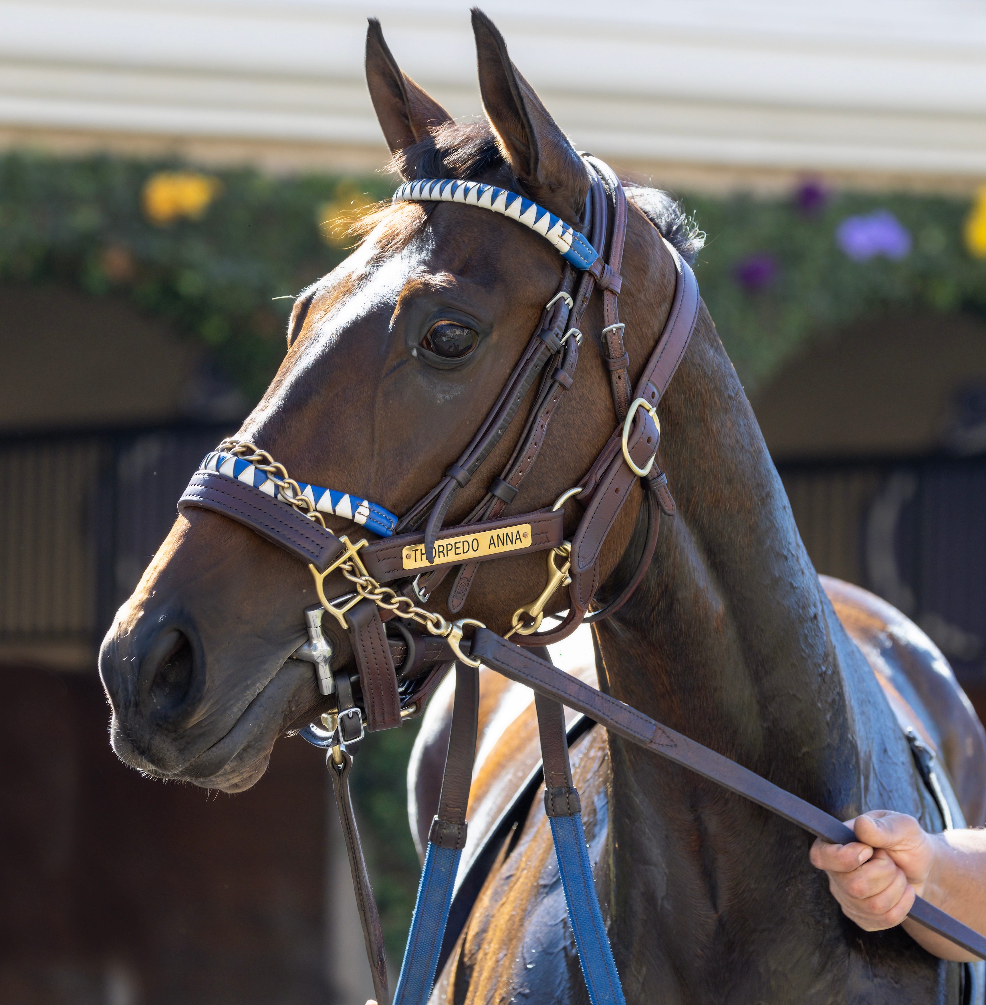 Thorpedo Anna has surgery to remove bone splinter in jaw