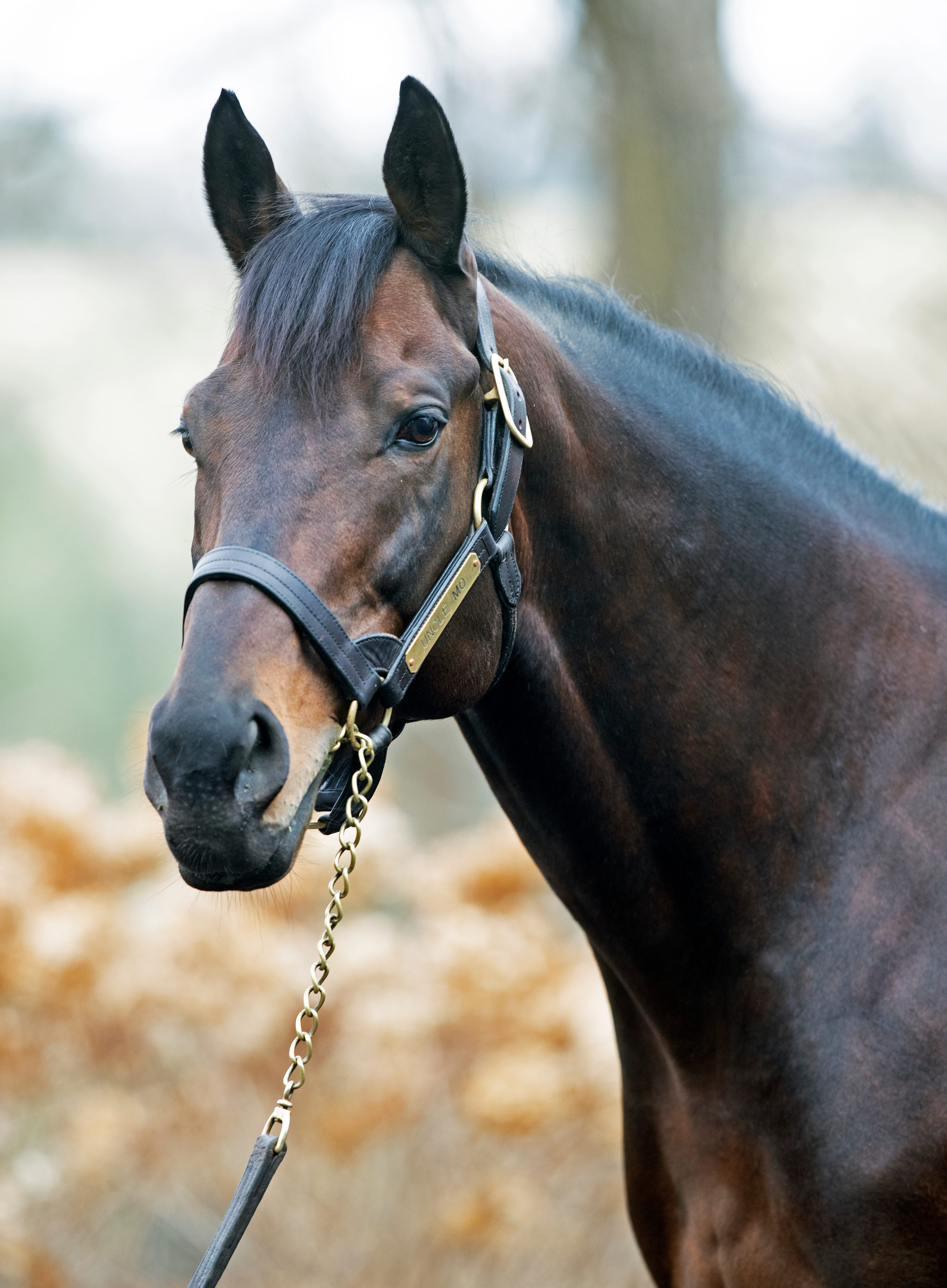 Leading sire Uncle Mo euthanized following leg injury
