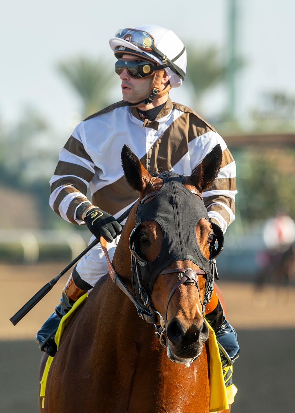 Mandella will aim higher, 'shop around' for Big City Lights' next race