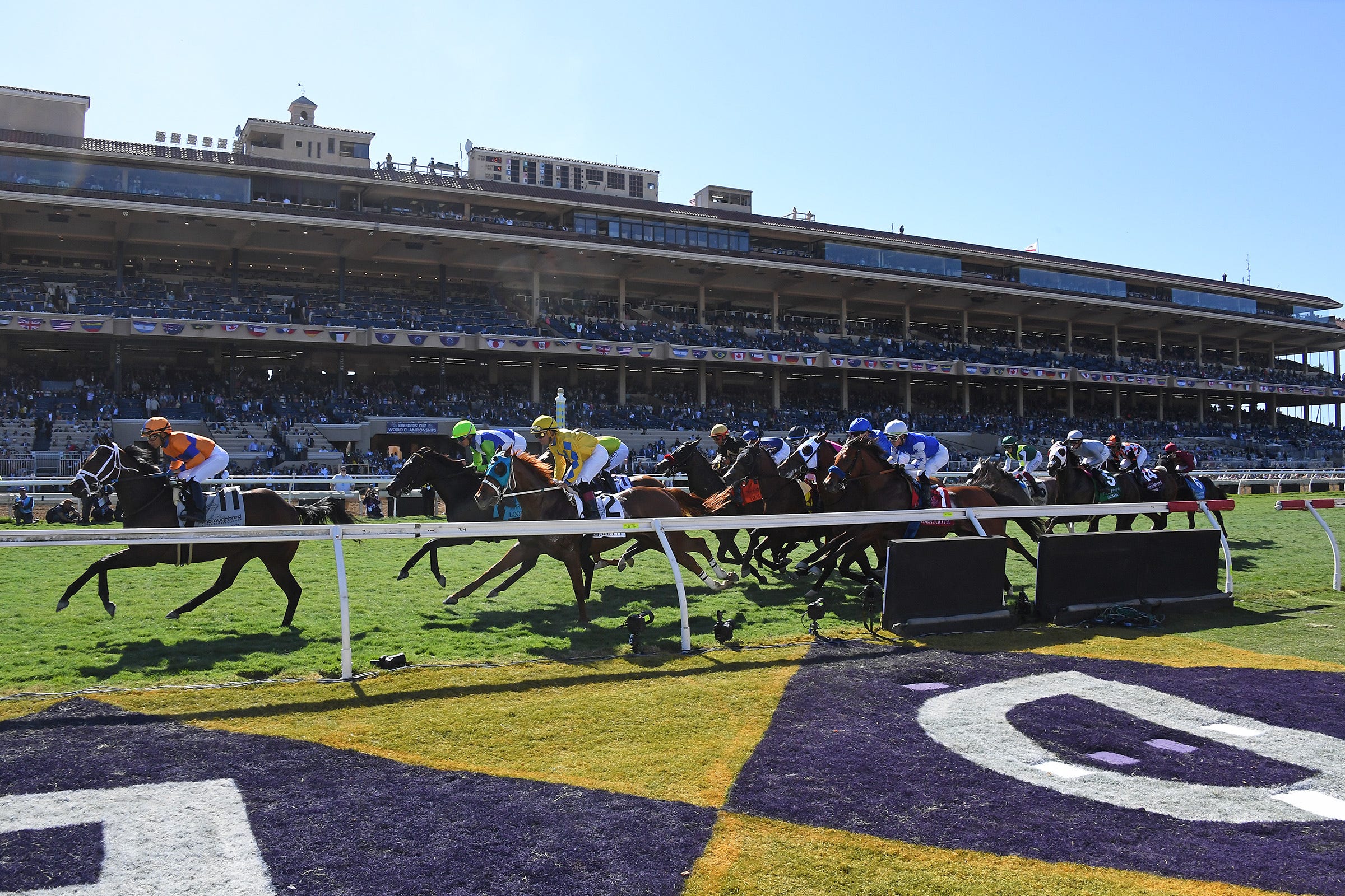 DRF's Horse Racing Playbook for Sunday, November 16, 2025