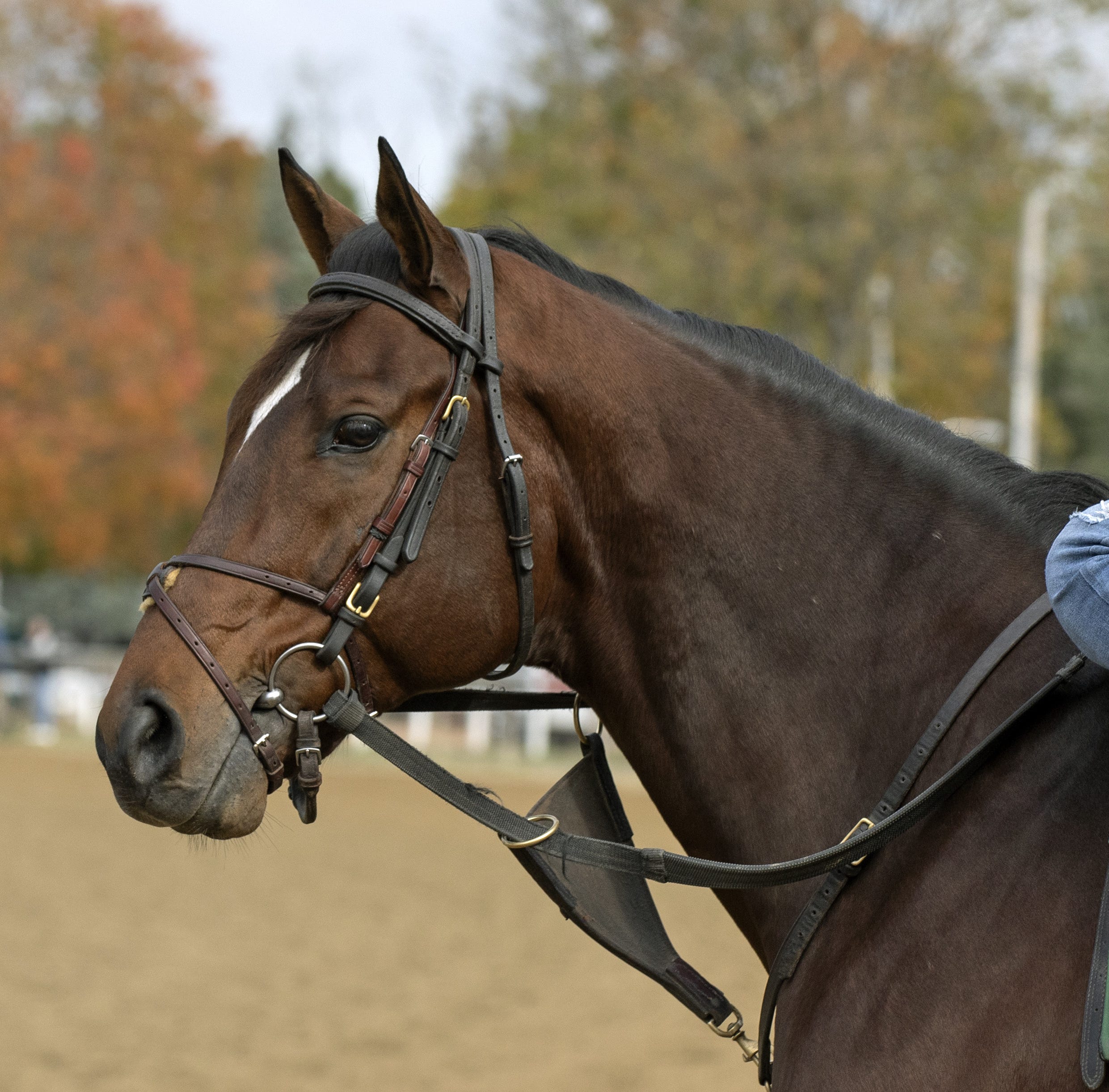 First foal by Cody's Wish arrives