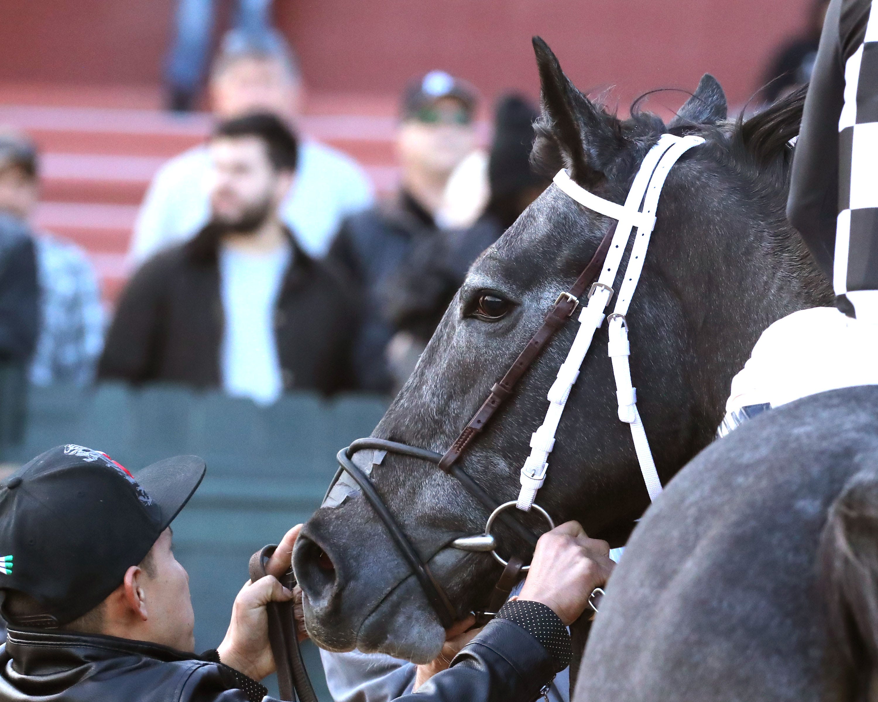 Speed King could be destined for Rebel or Arkansas Derby - maybe both